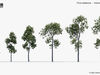 Pinus dalatensis Vietnamese white pine 3D Model 3D model | CGTrader
