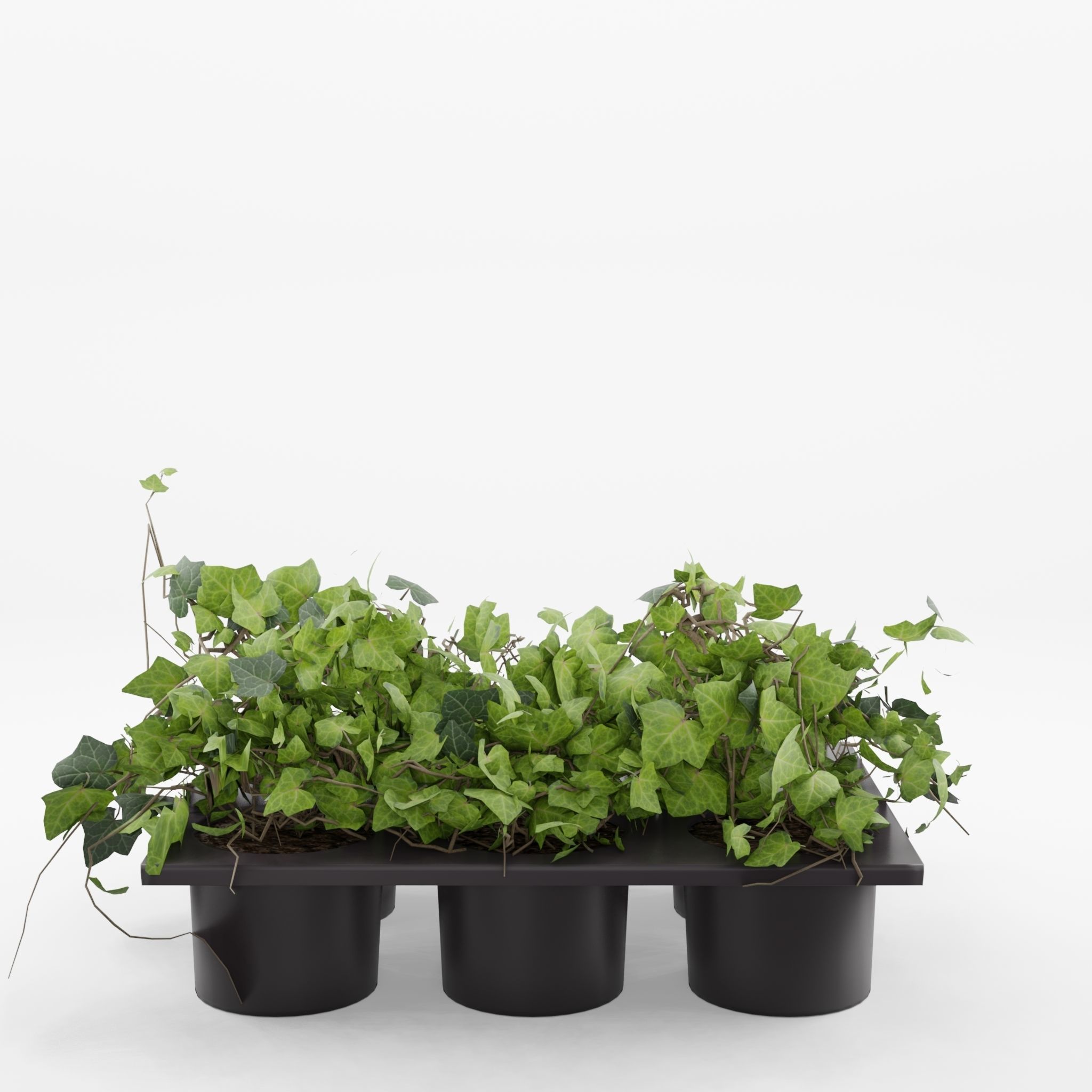 3D model Common Ivy 3D Model VR / AR / low-poly | CGTrader