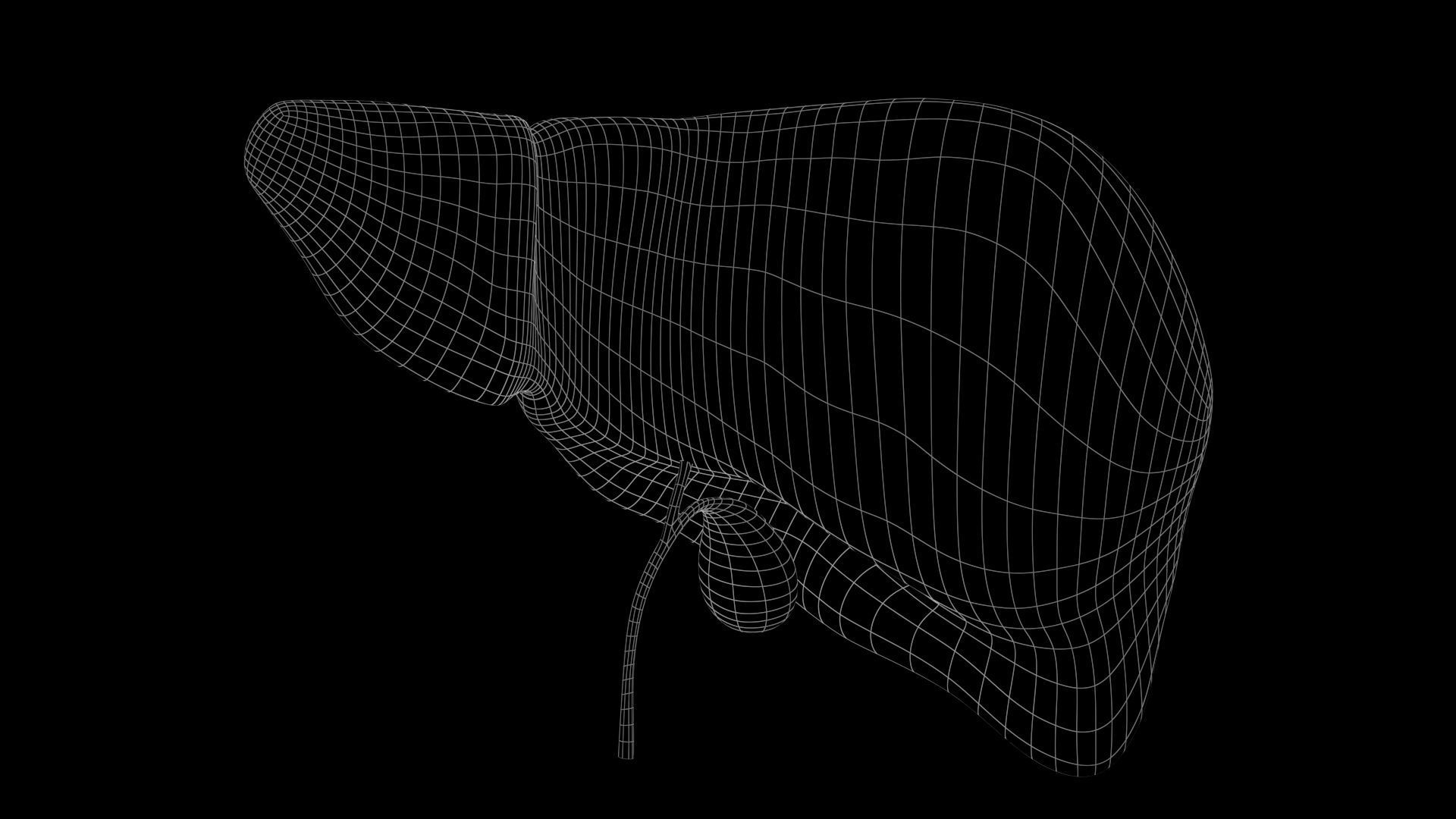 Human Liver Organ 3D model | CGTrader