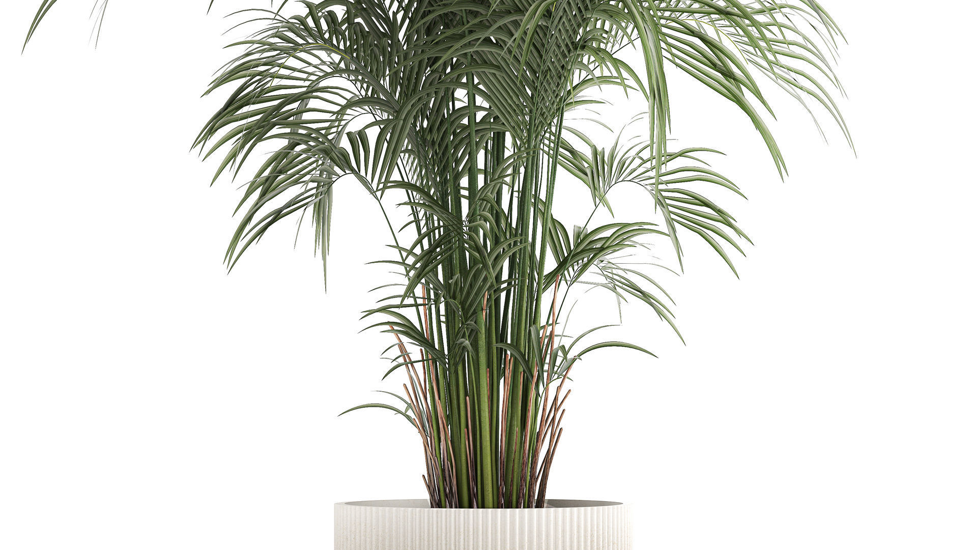 Beautiful palm tree in a flower pot for interior decor 1231 3D model ...