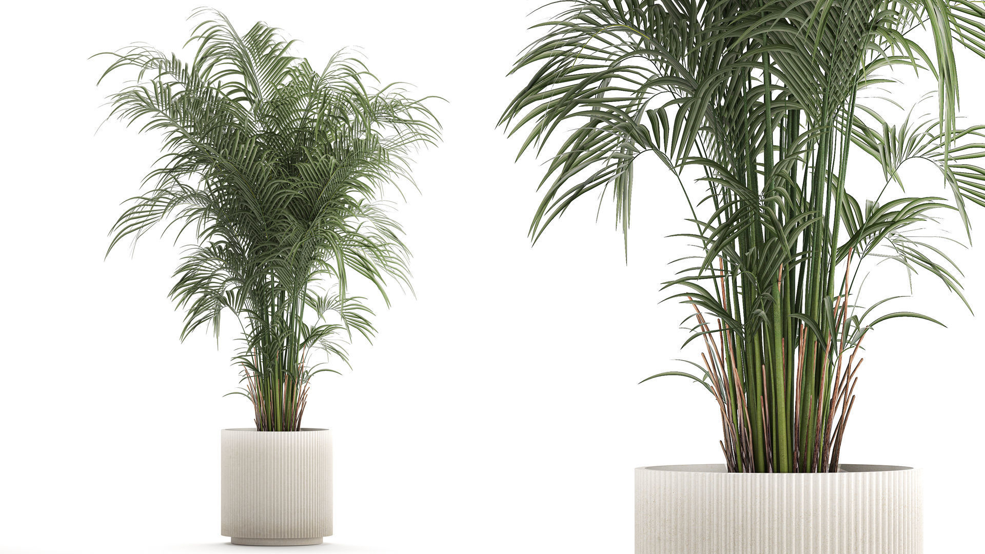 Beautiful palm tree in a flower pot for interior decor 1231 3D model ...
