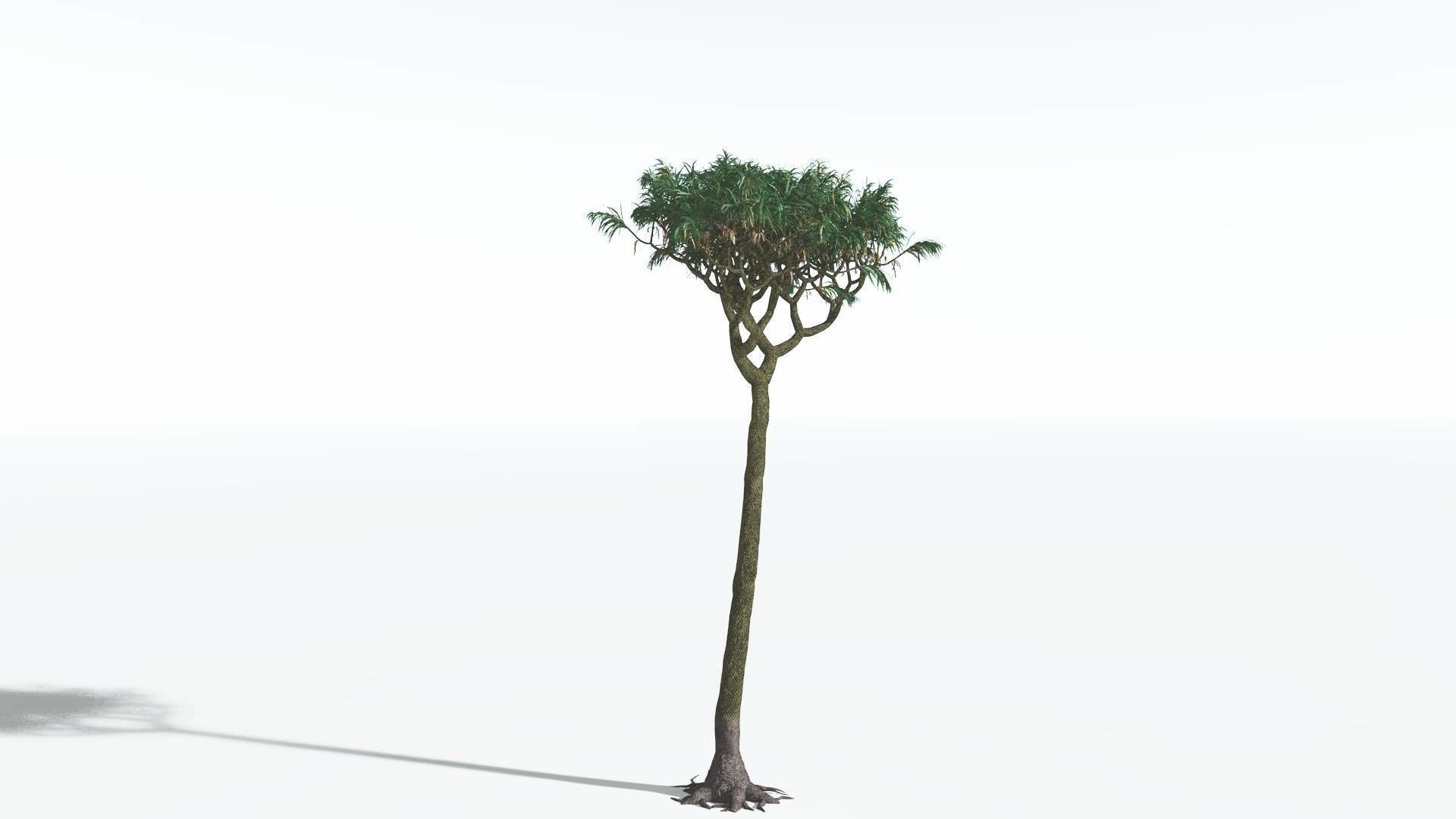 EVERYPlant Lepidodendron Scale Tree 4 --14 Models-- 3D model | CGTrader