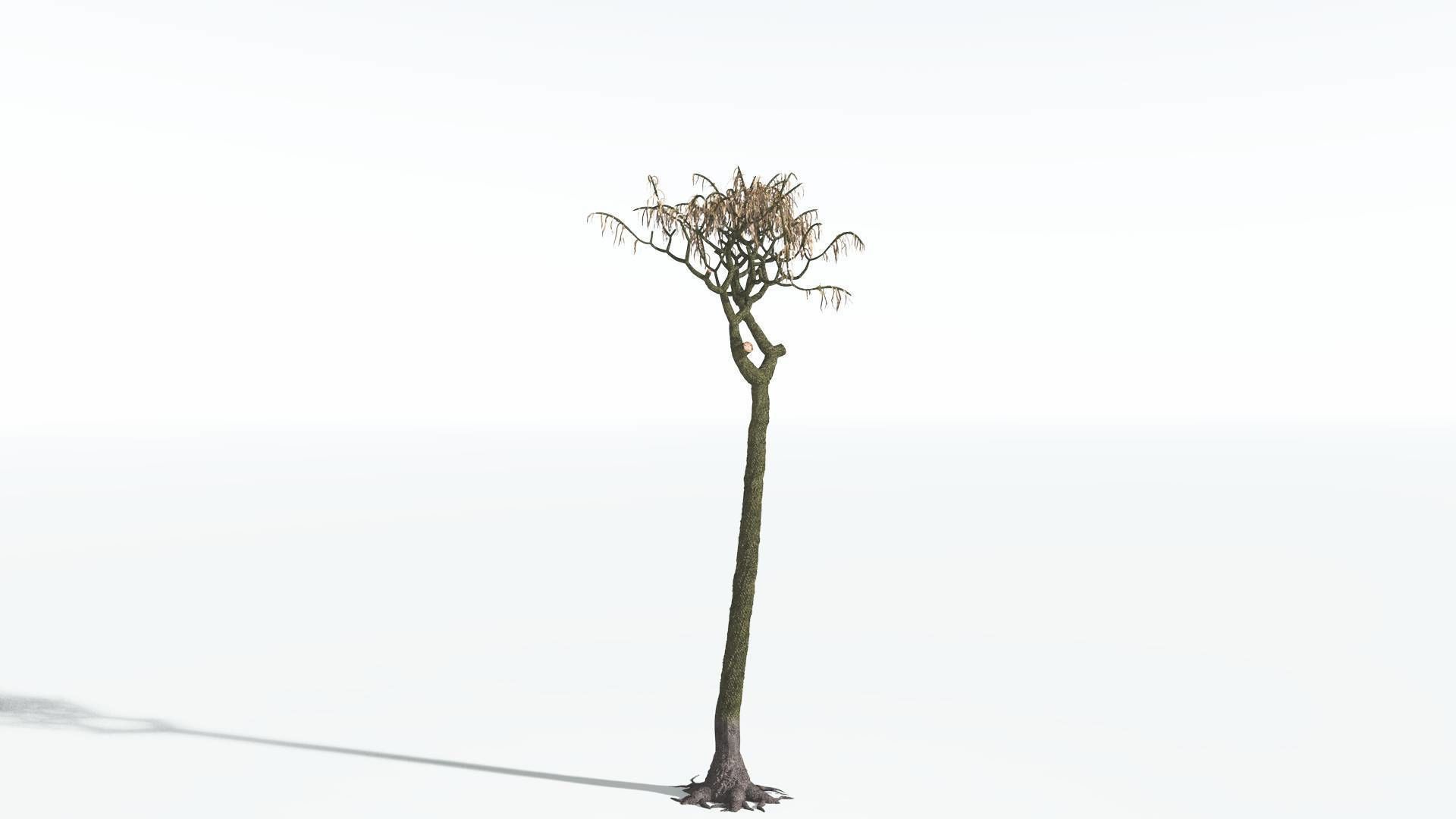 EVERYPlant Lepidodendron Scale Tree 4 --14 Models-- 3D model | CGTrader