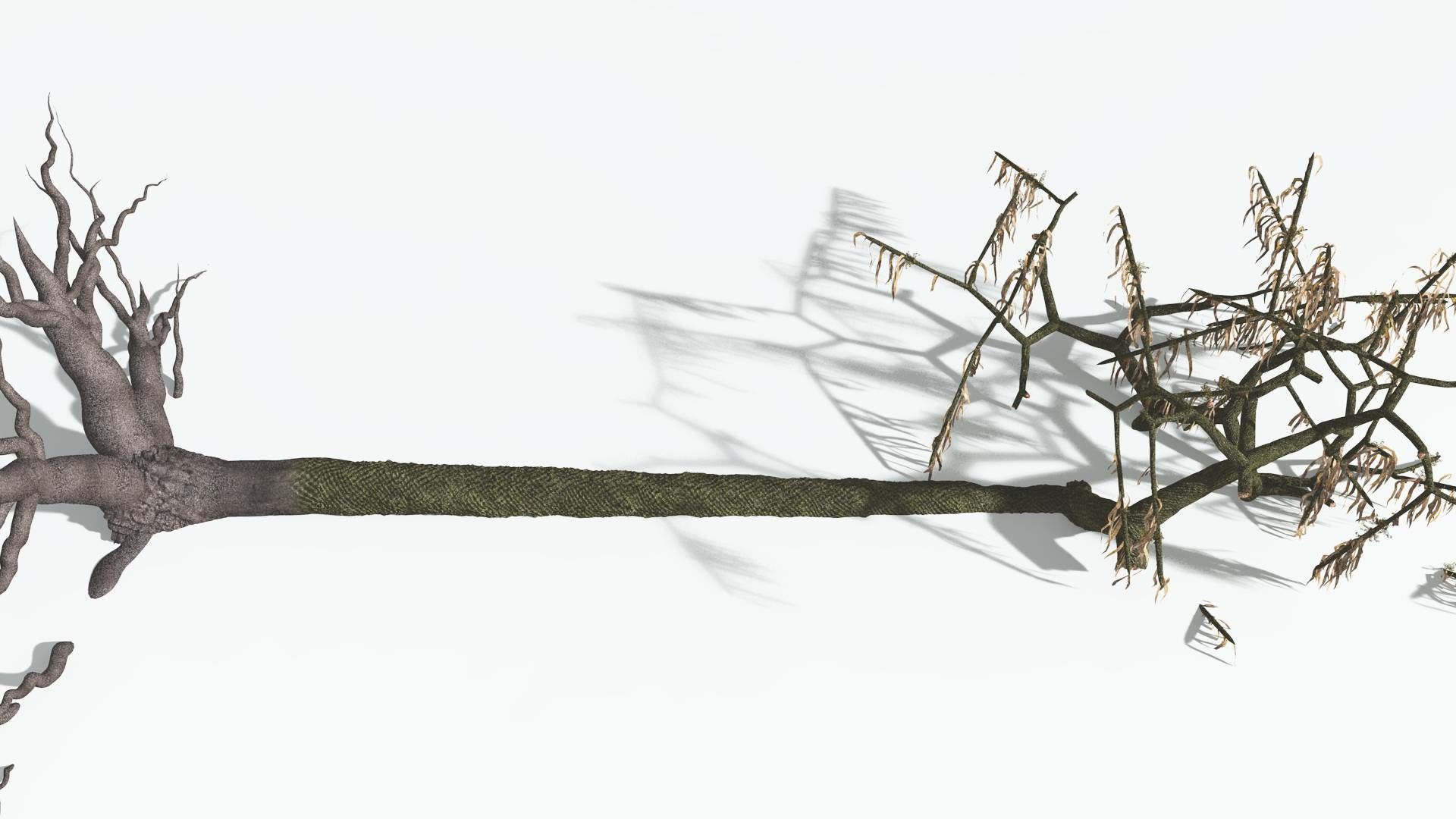 EVERYPlant Lepidodendron Scale Tree 4 --14 Models-- 3D model | CGTrader