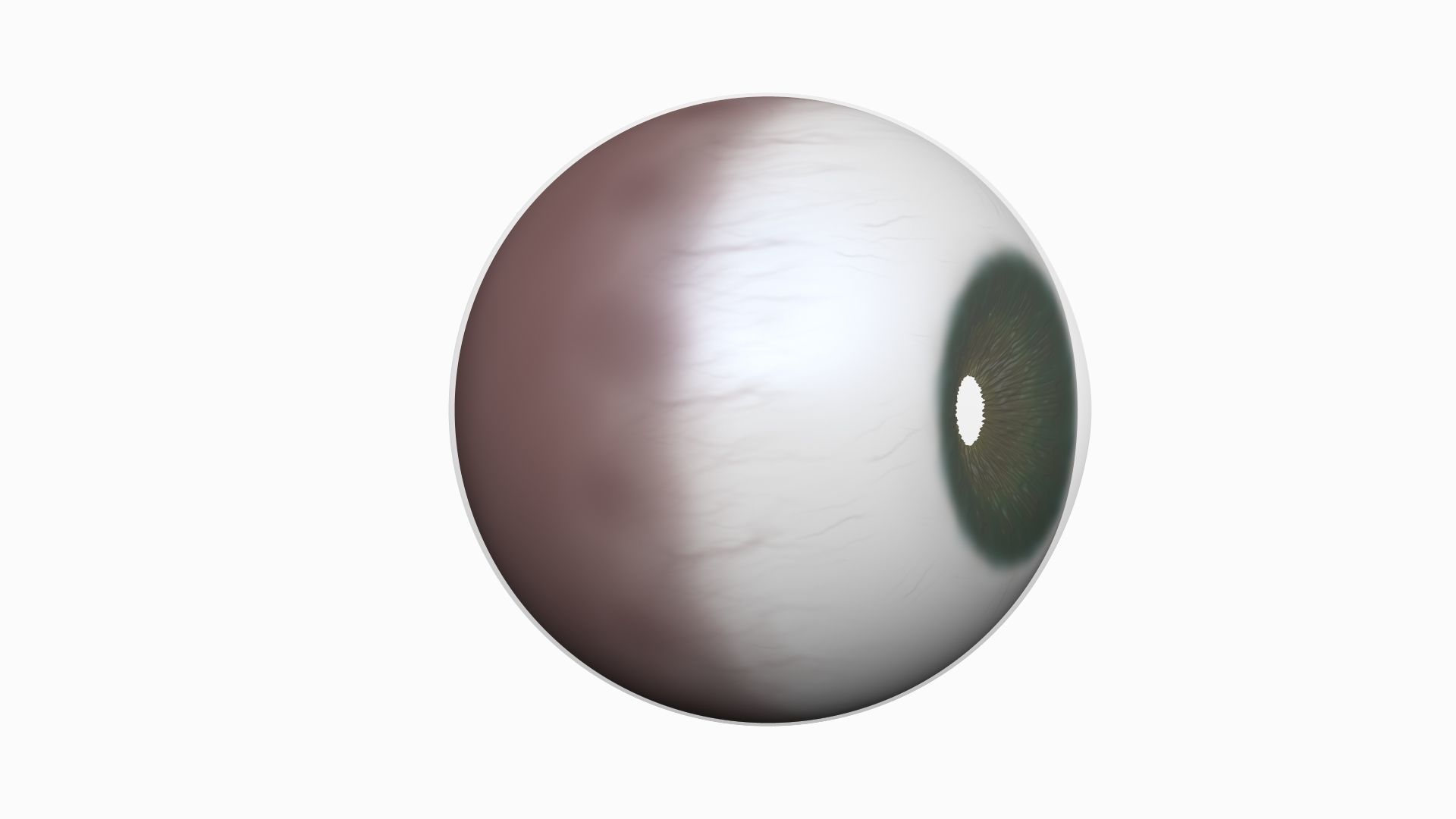 Realistic Human Eyeball Model 3D model | CGTrader