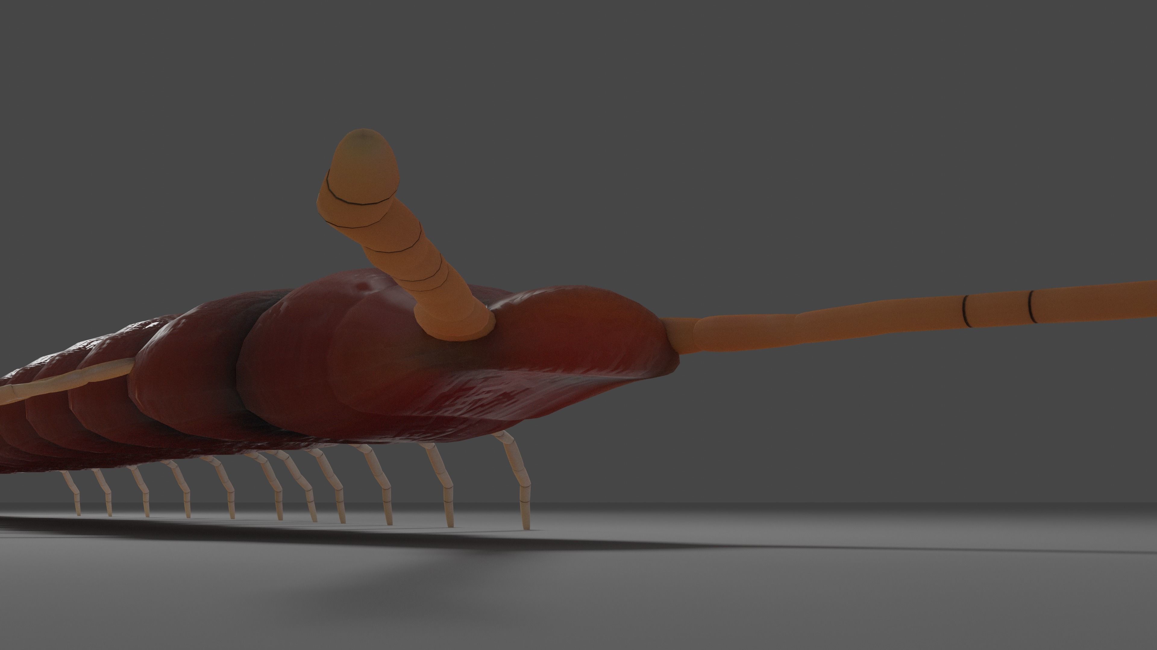 Millipede Arthropod Insect free VR / AR / low-poly 3D model animated ...