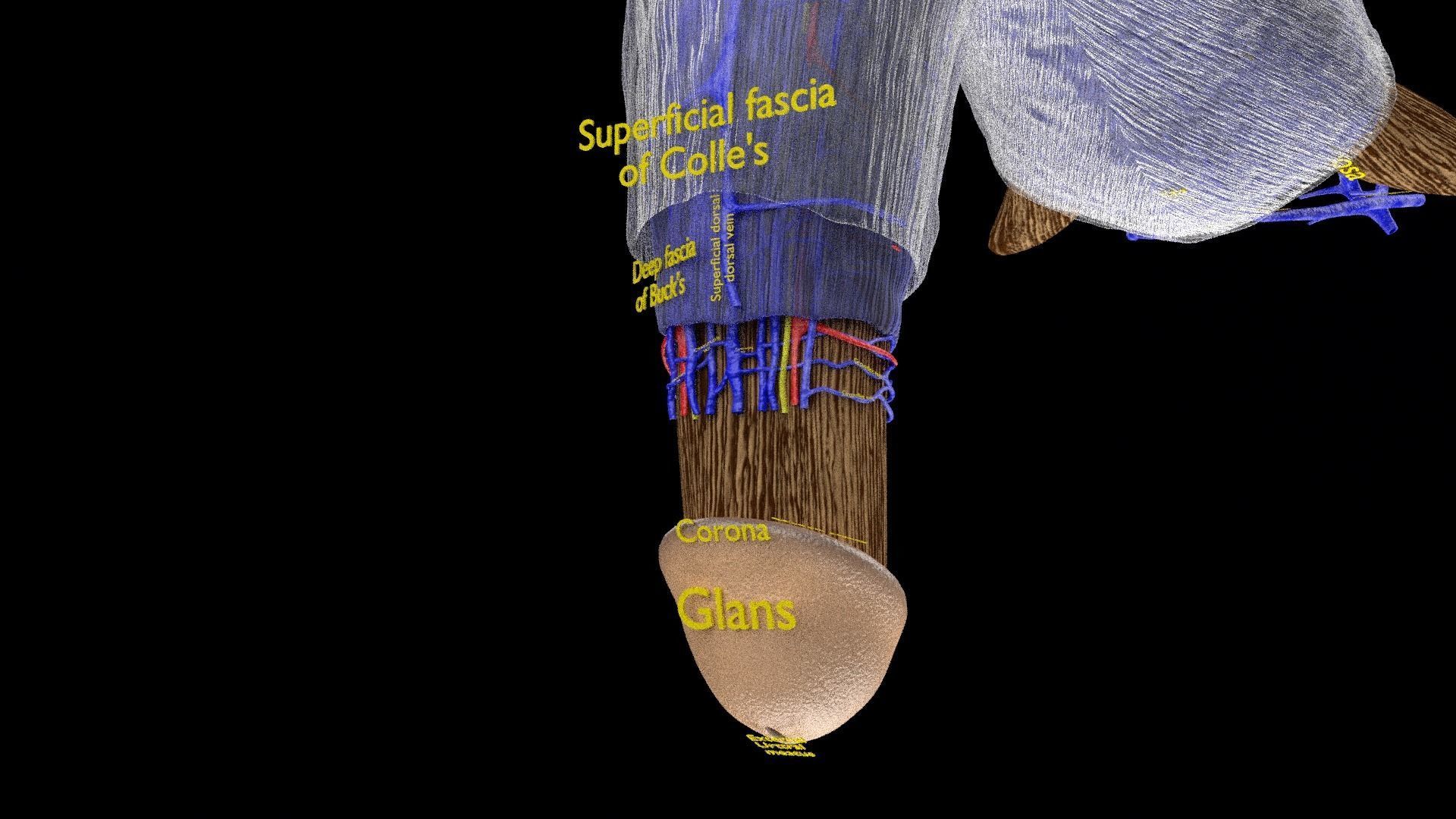 Penis Complete Anatomy Histology Layers Cut Section 3d Model Animated Cgtrader