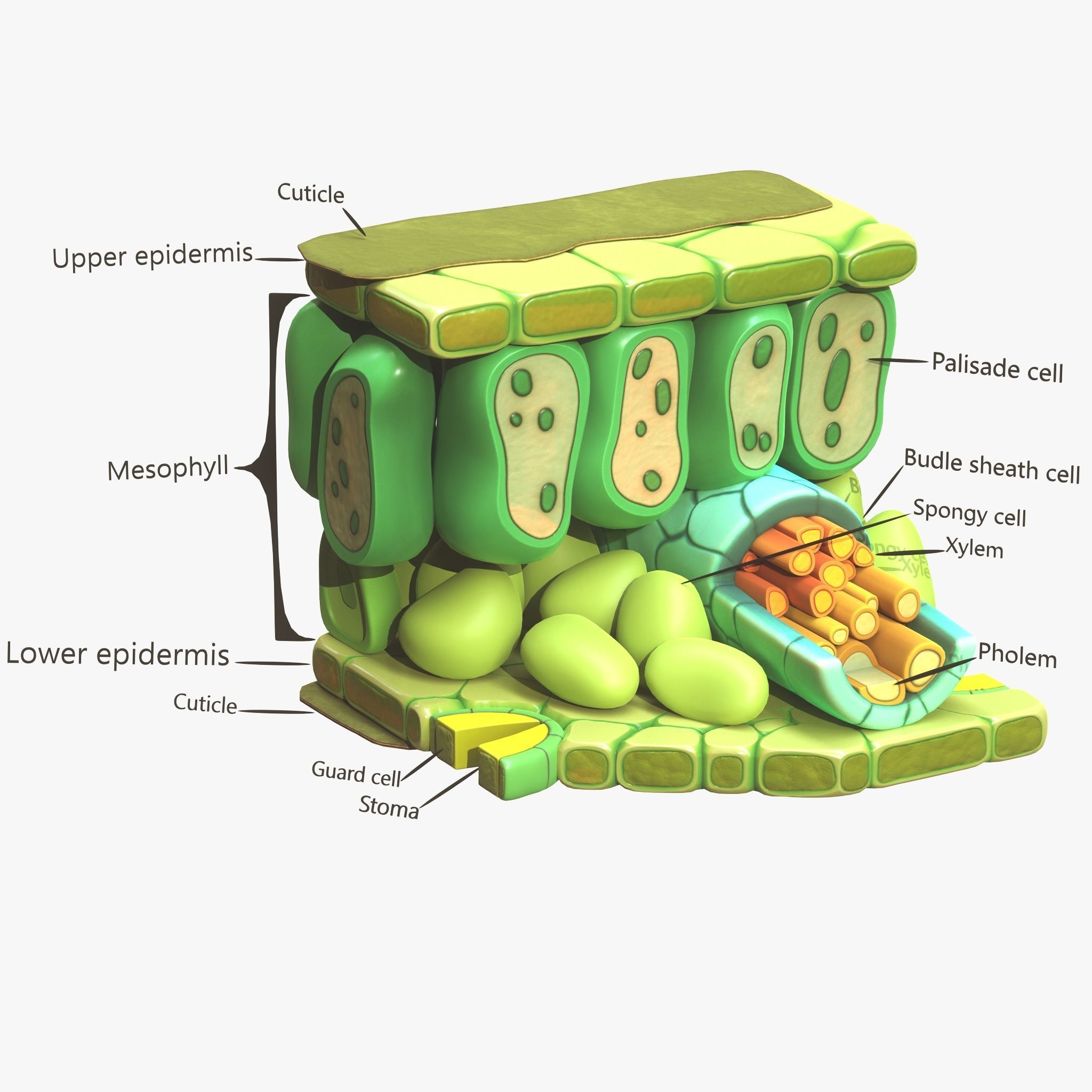 Leaf Anatomy Layers Structure 3D model | CGTrader