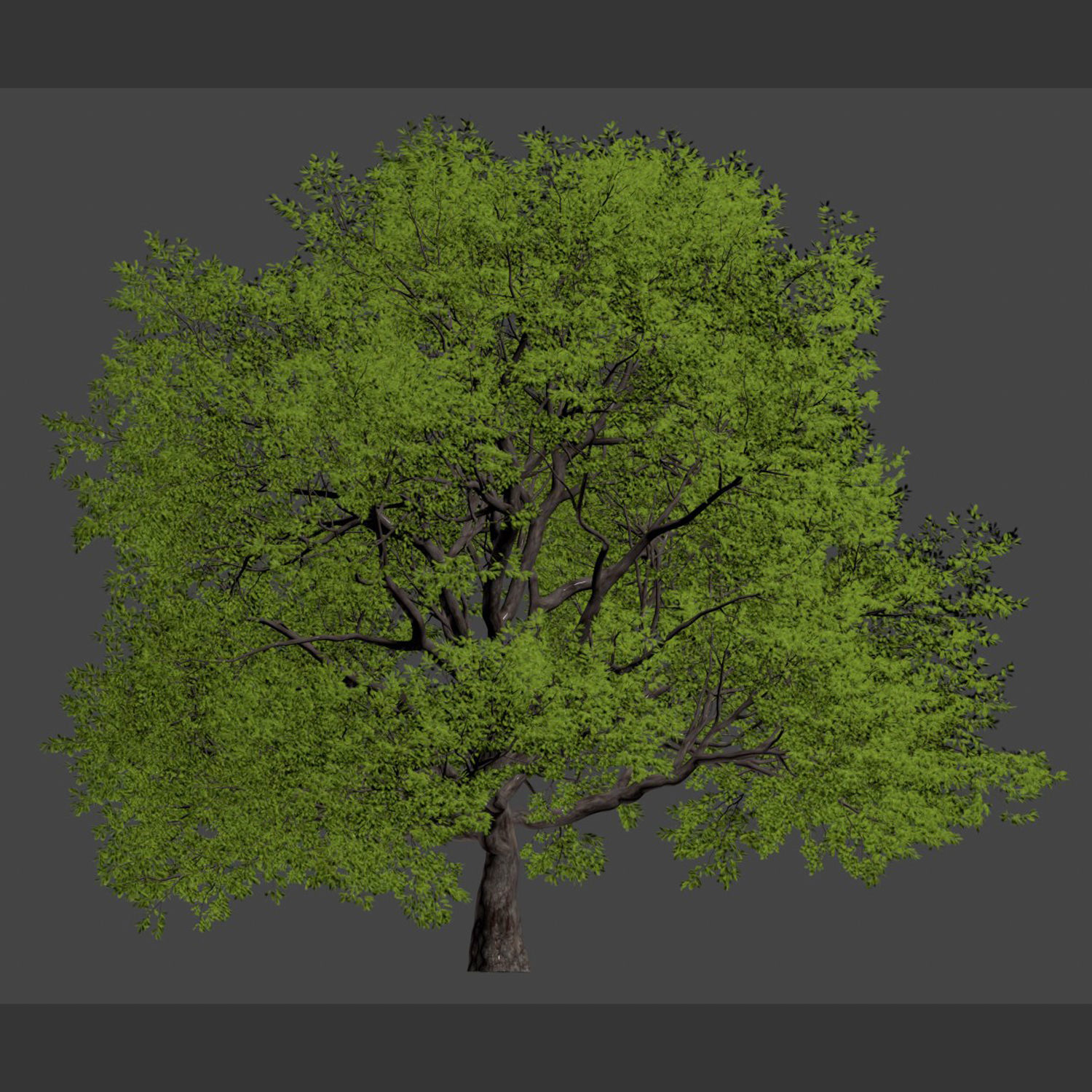 Oak Tree for landscapes vol 198 3D model | CGTrader