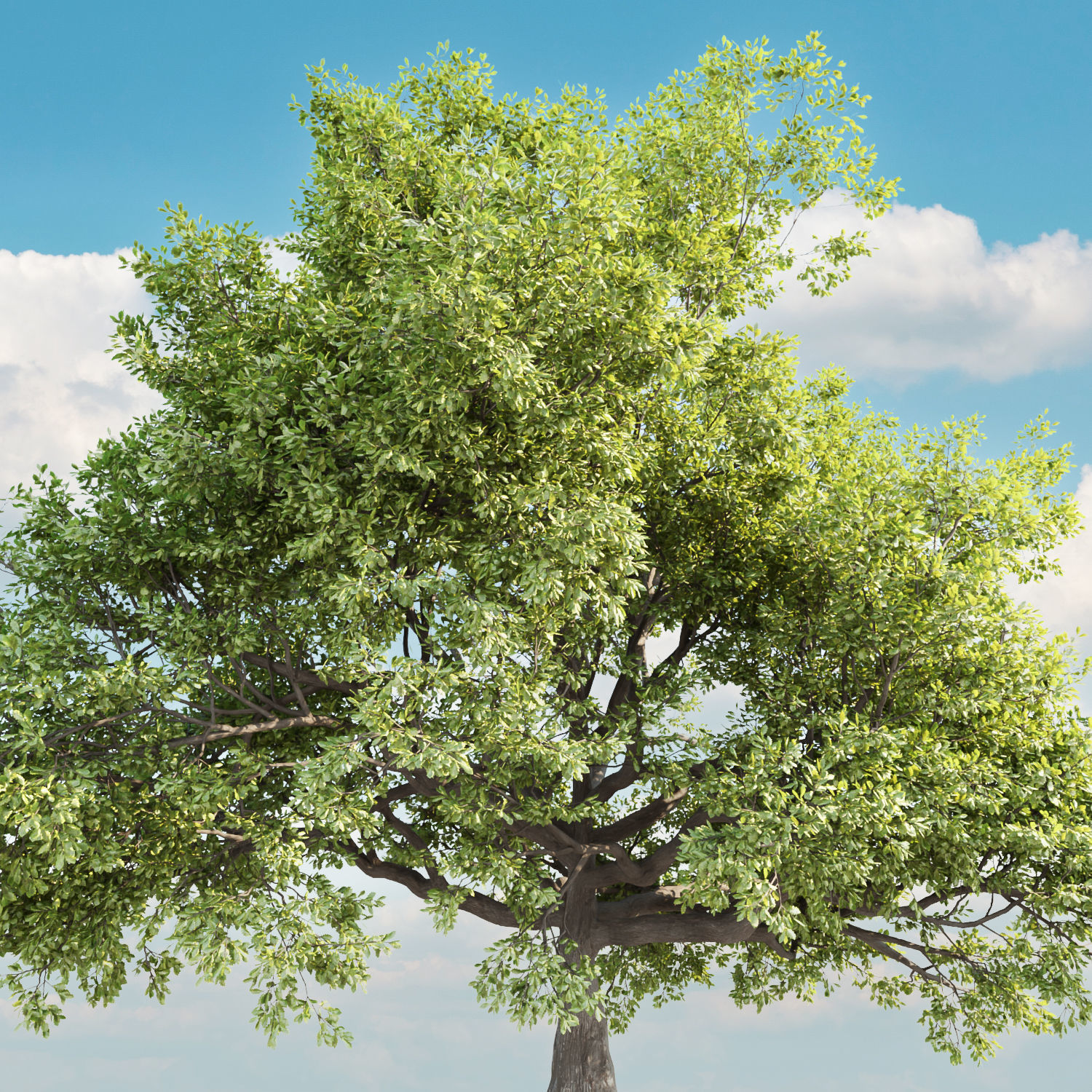 Oak Tree for landscapes vol 198 3D model | CGTrader