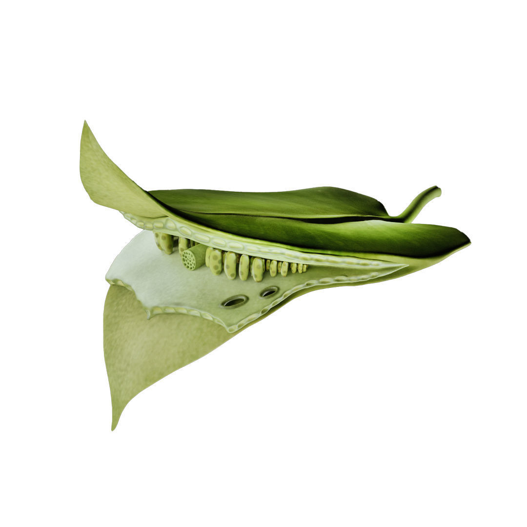 Process Of Photosynthesis 3D model | CGTrader