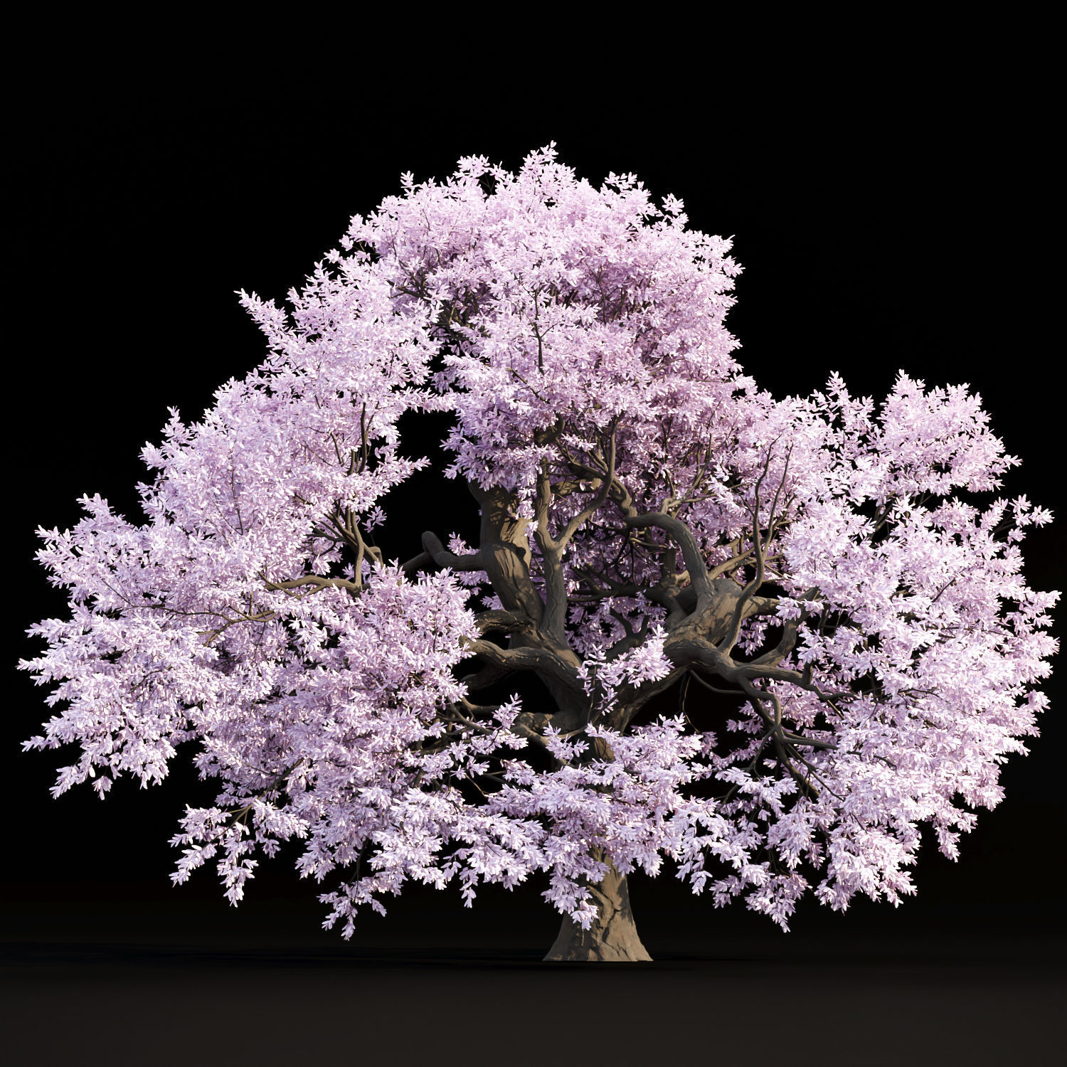 Cherry blossom tree vol 199 3D model | CGTrader