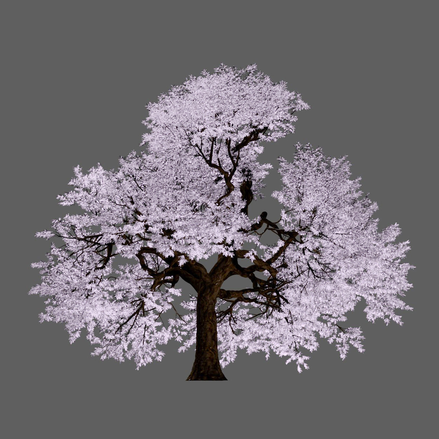 Cherry blossom tree vol 199 3D model | CGTrader