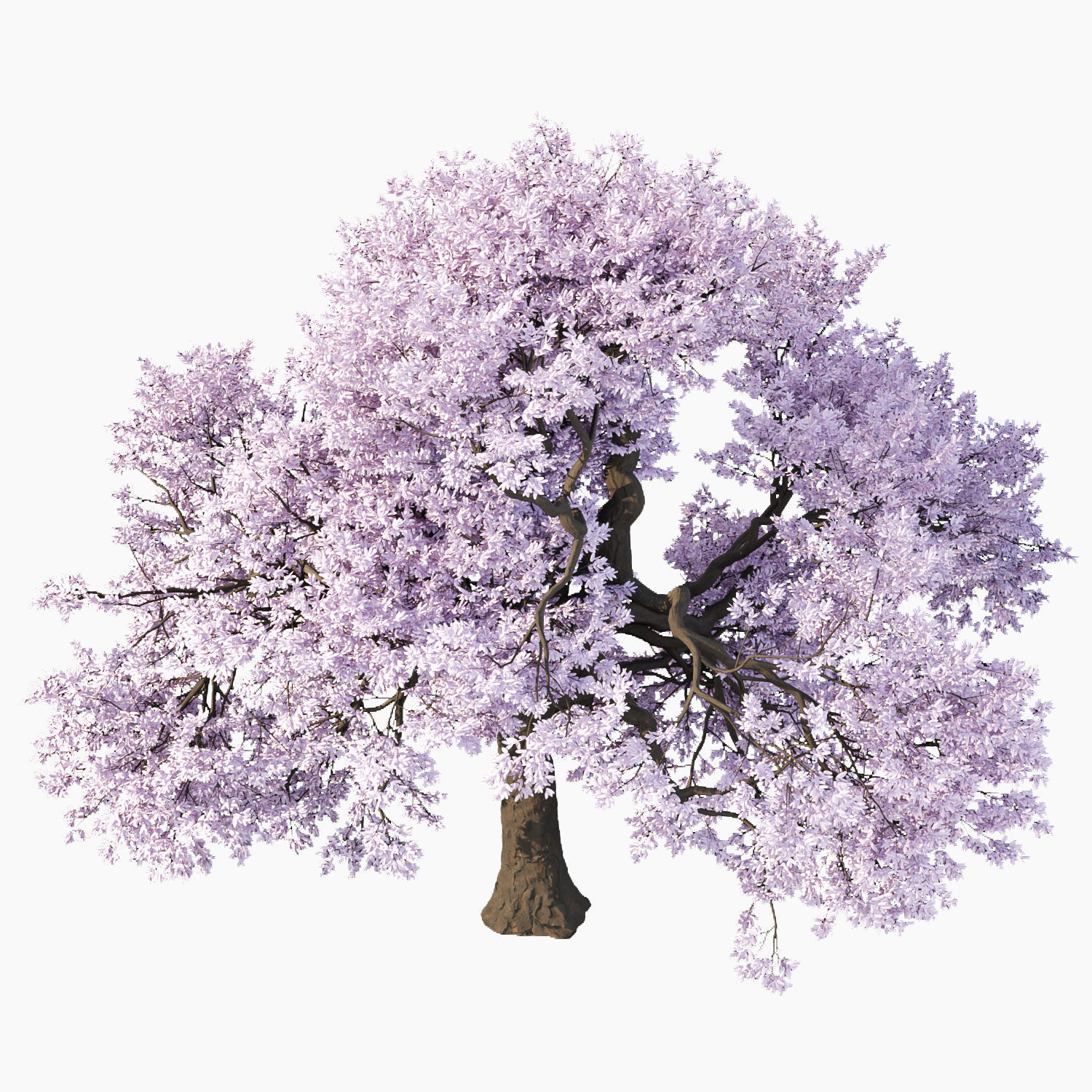 Cherry blossom tree vol 199 3D model | CGTrader