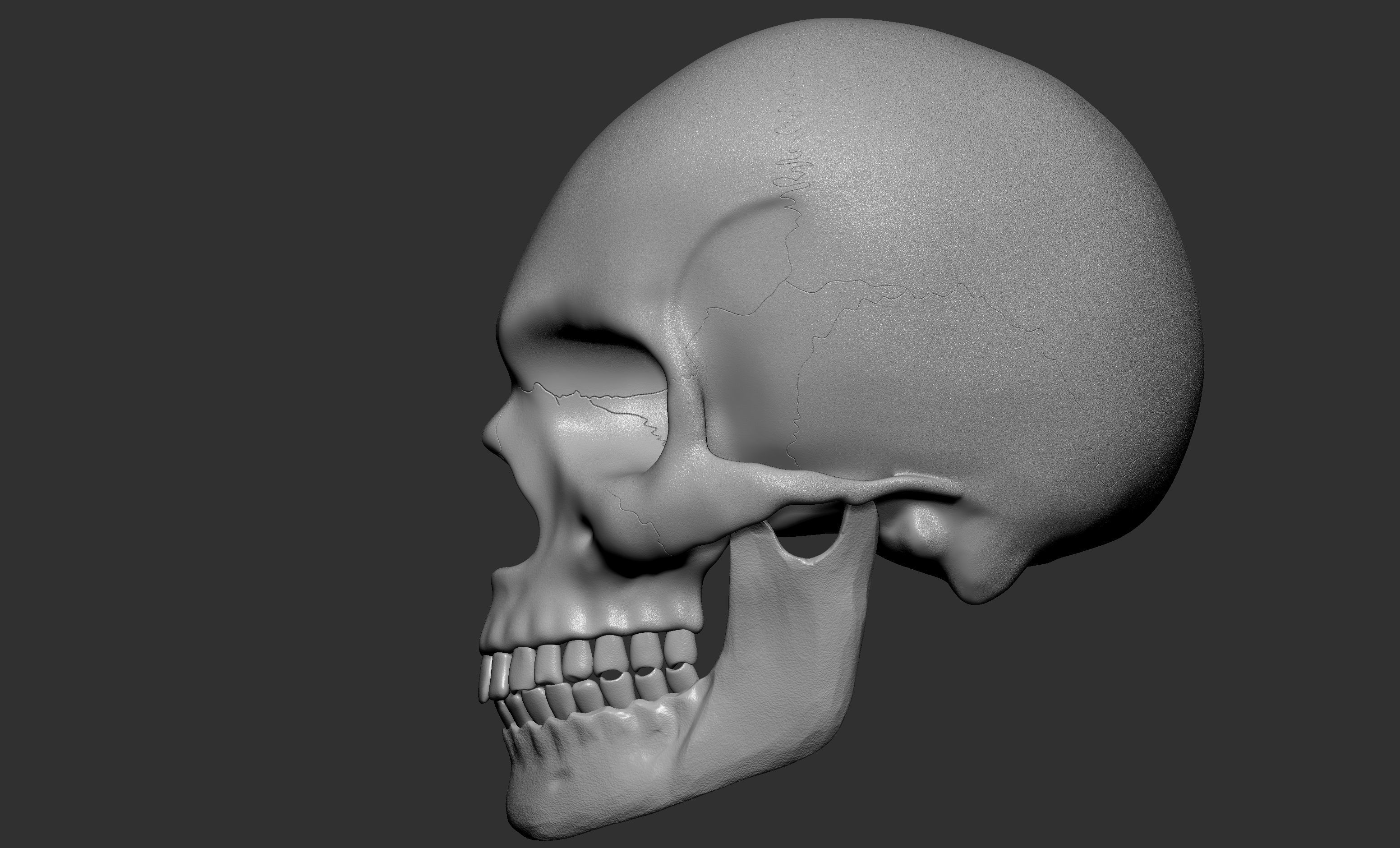 Skull structure 3D model | CGTrader