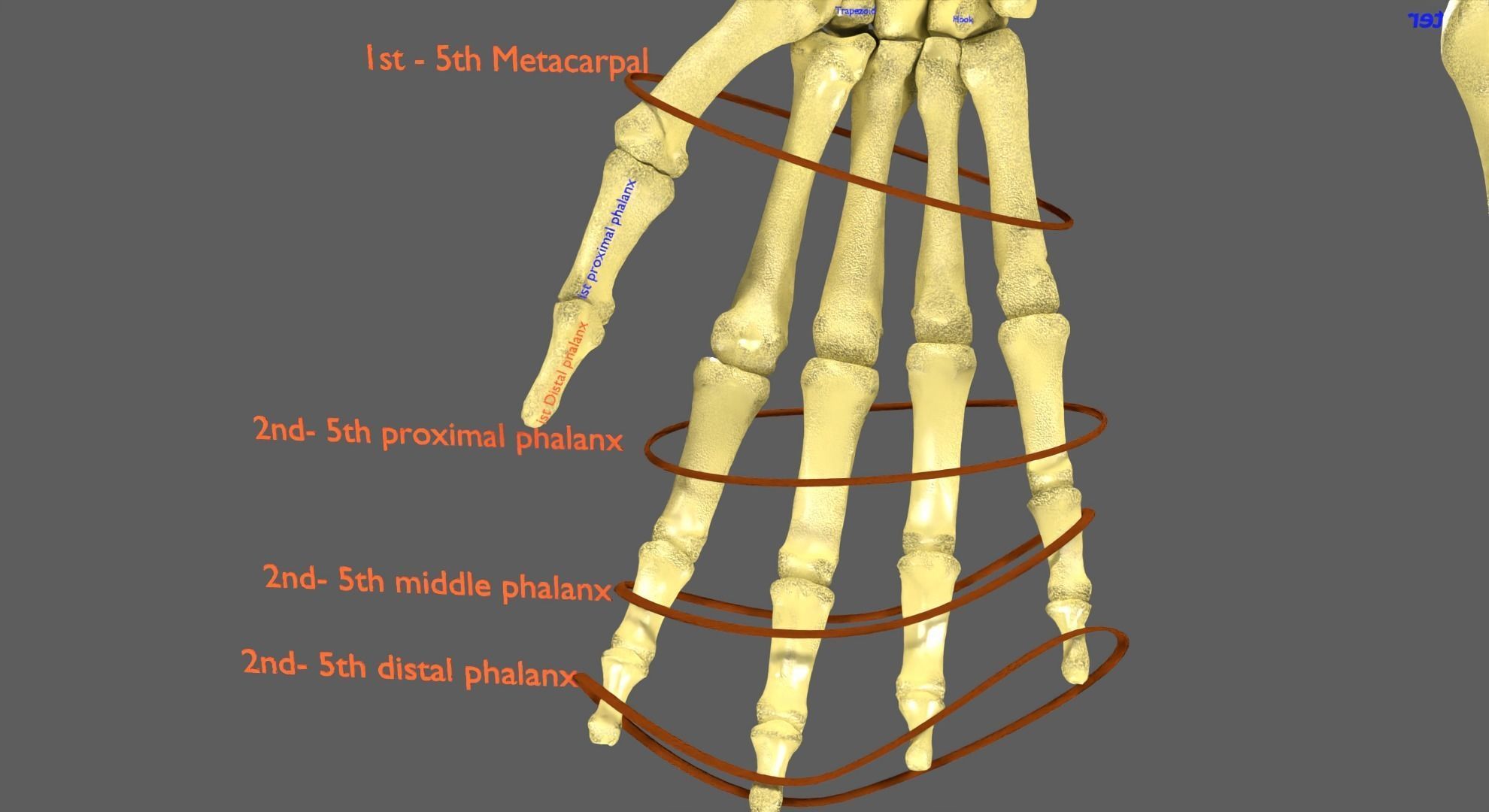 Limbs With Girdle bones name parts text labelled 3D model animated ...