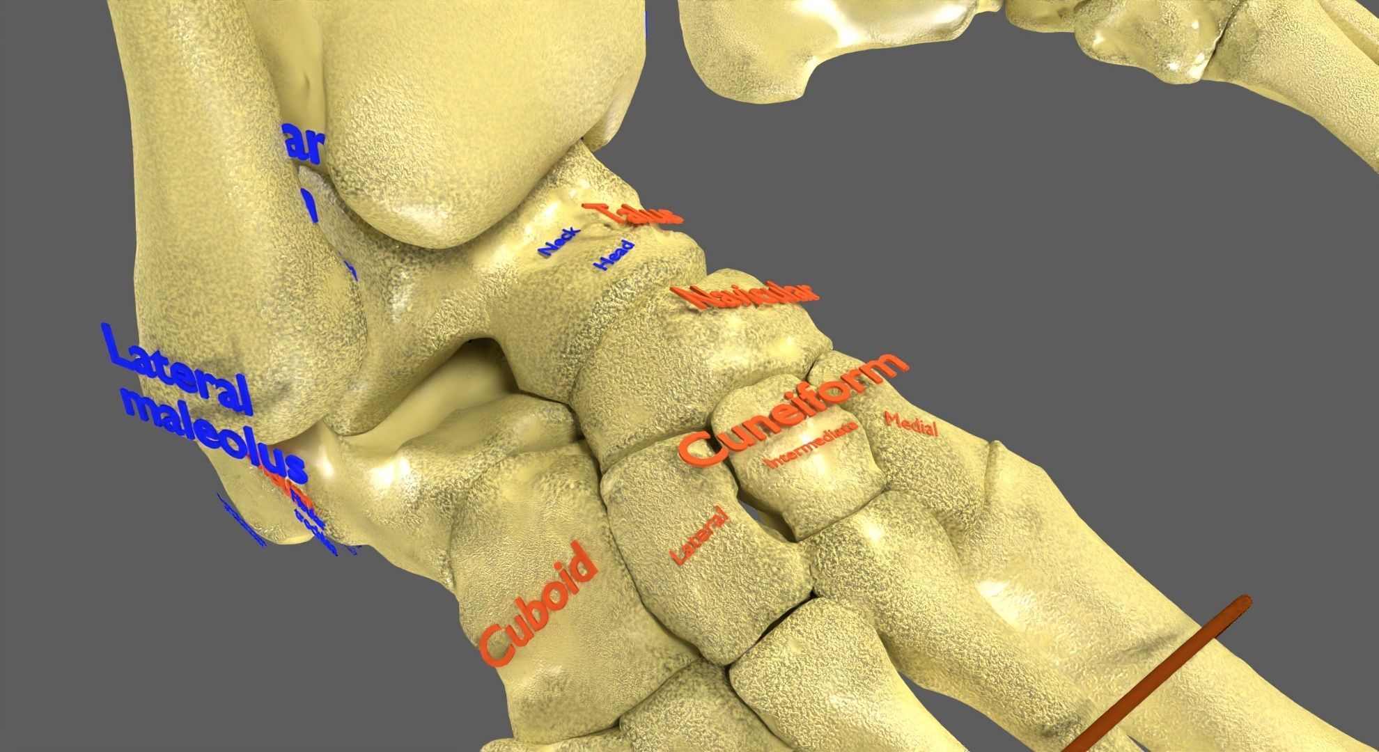 Limbs With Girdle bones name parts text labelled 3D model animated ...