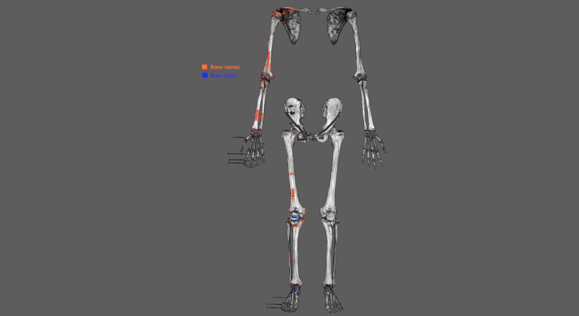 Limbs With Girdle bones name parts text labelled 3D model animated ...