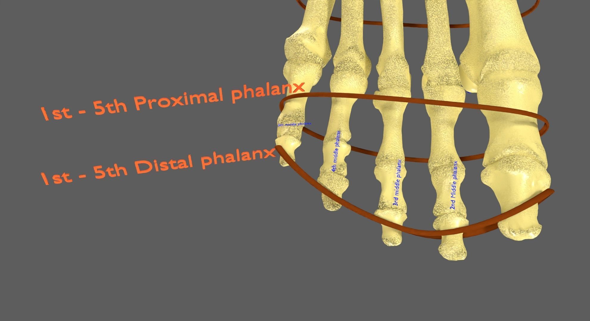 Limbs With Girdle bones name parts text labelled 3D model animated ...