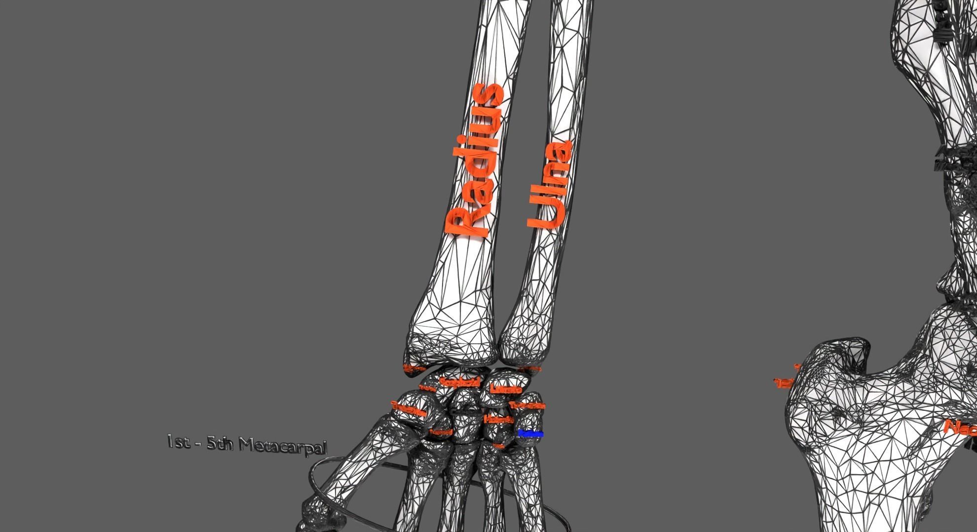 Limbs With Girdle bones name parts text labelled 3D model animated ...