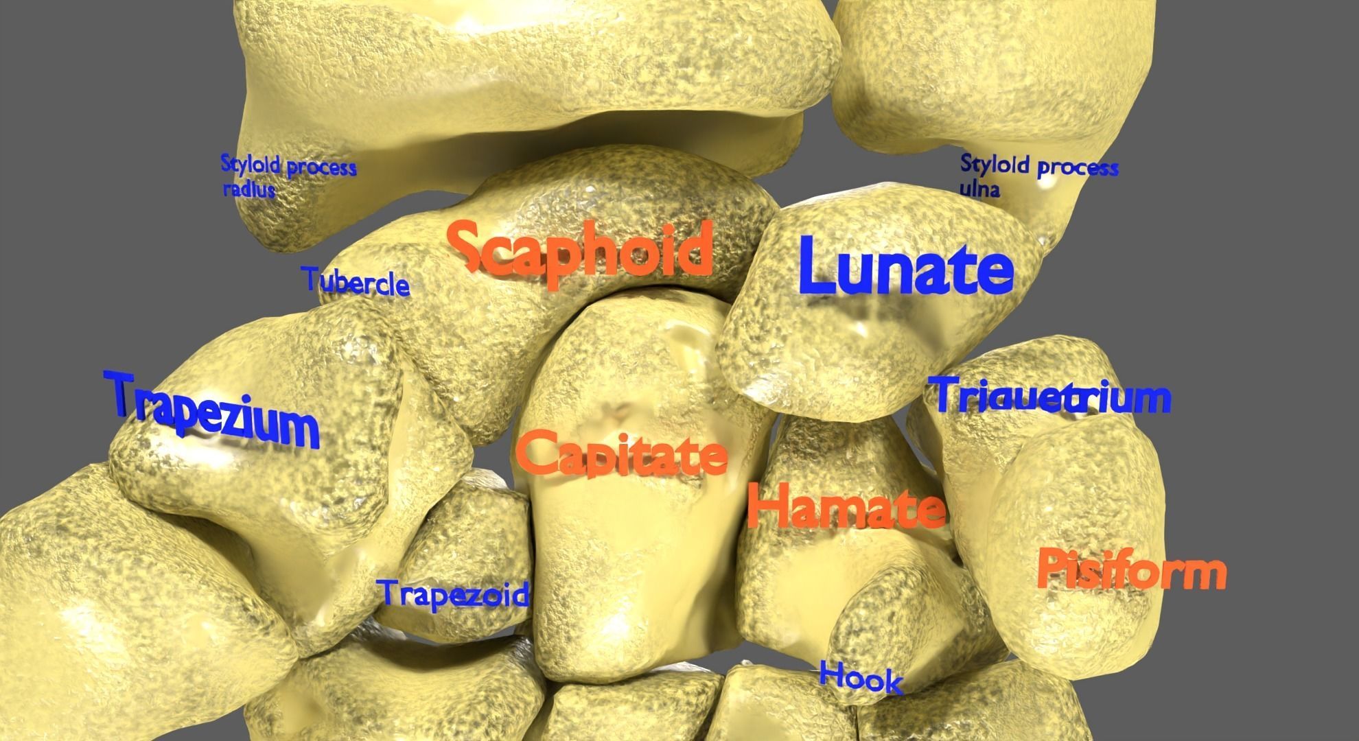 Limbs With Girdle bones name parts text labelled 3D model animated ...