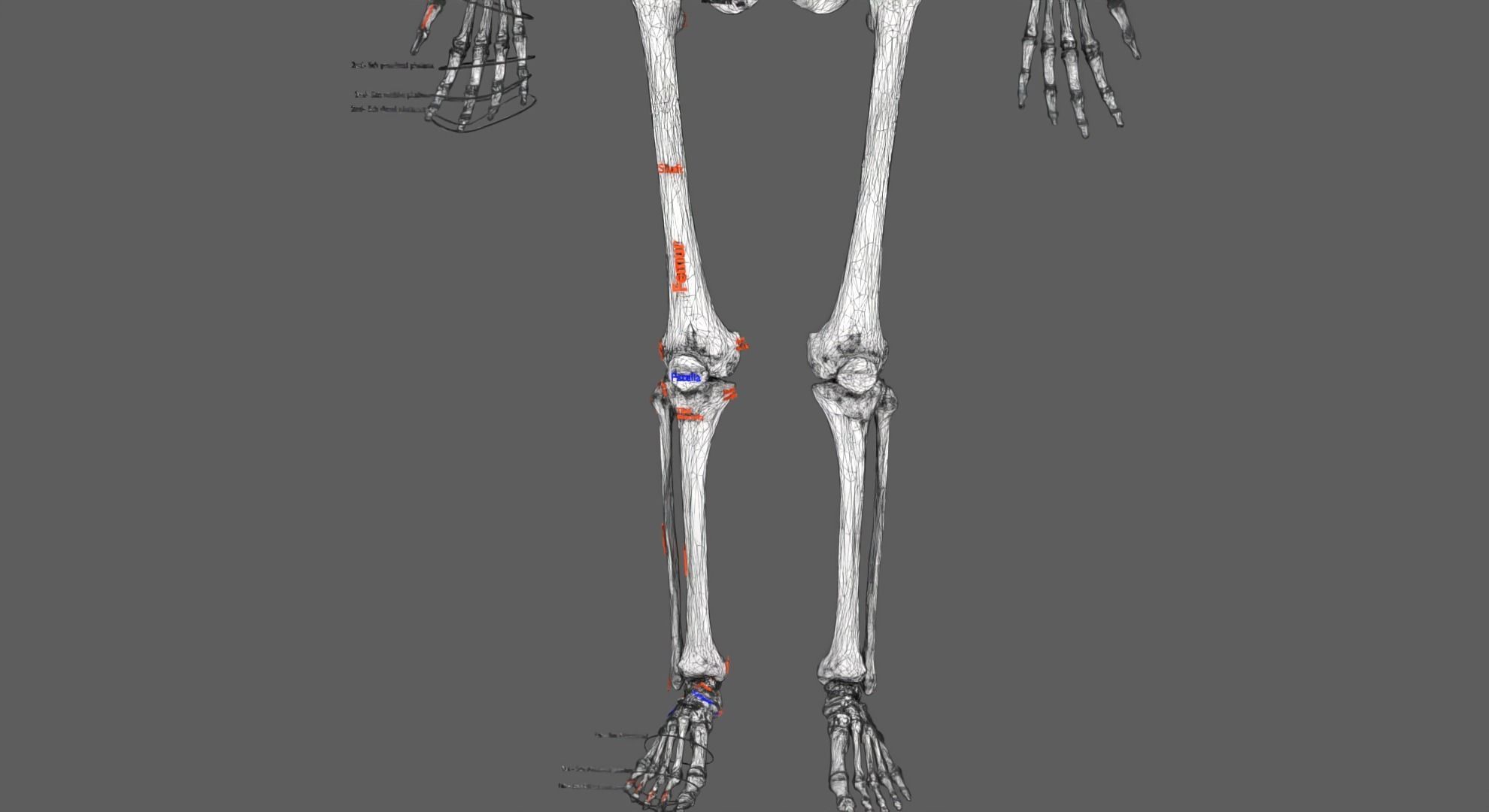 Limbs With Girdle bones name parts text labelled 3D model animated ...