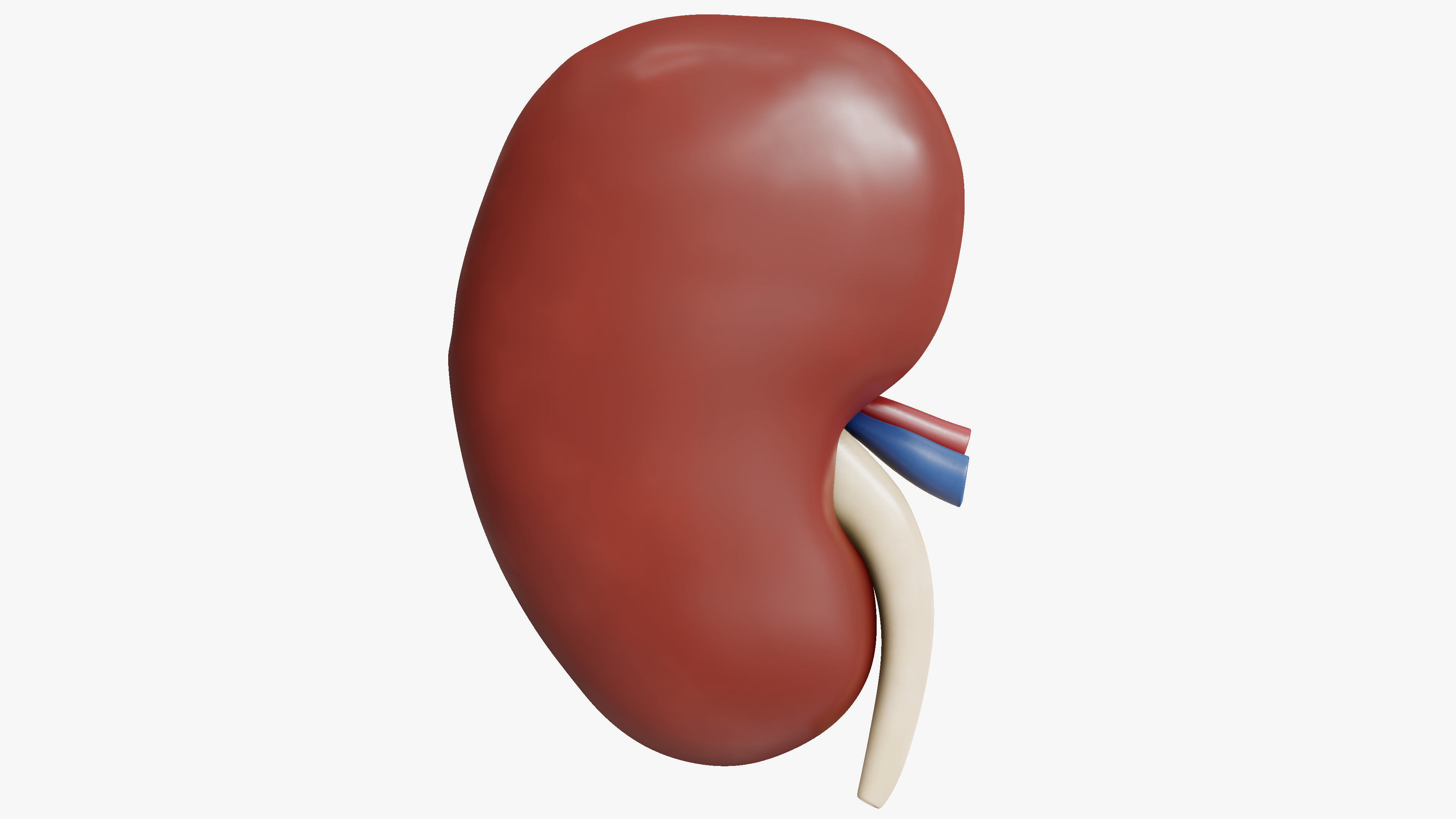 Professional human kidney 3D model 3D model | CGTrader