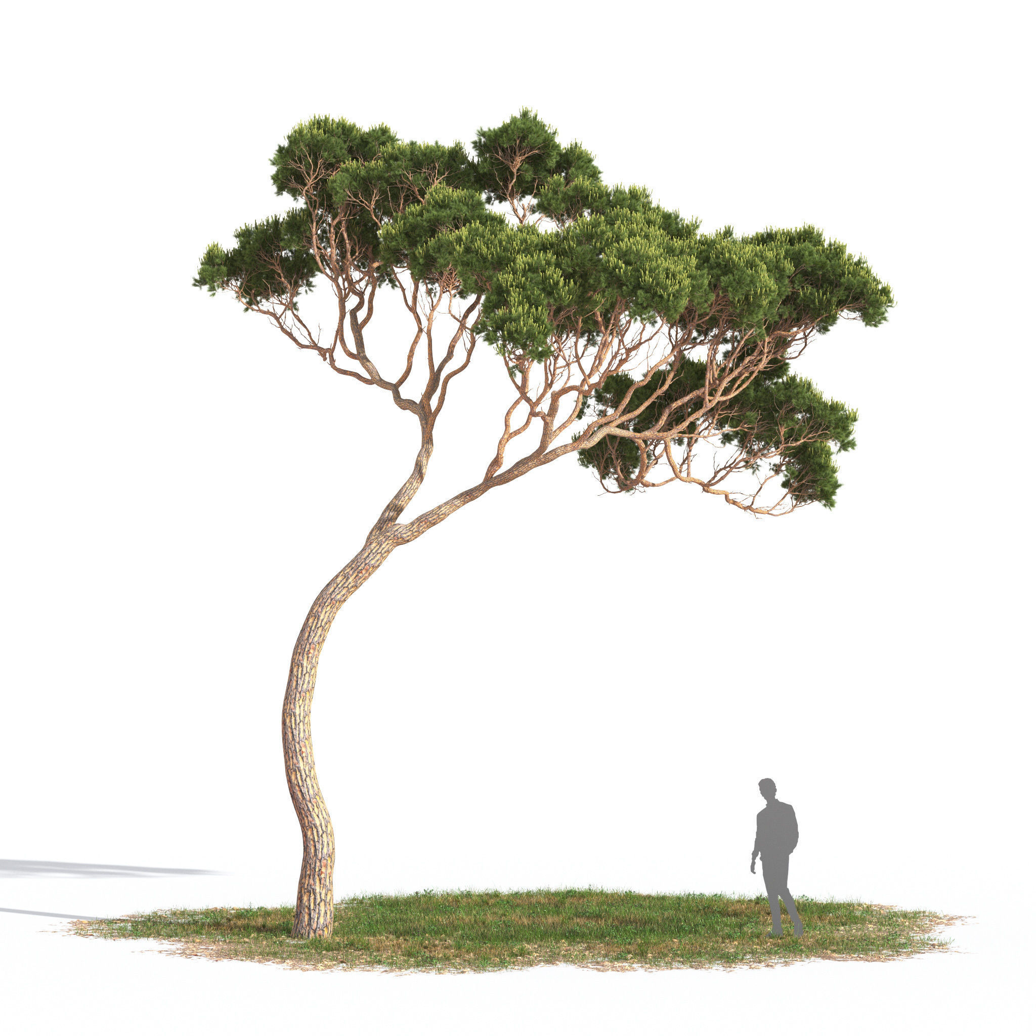 Archmodels vol 269 for 3dsmax collection of Mediterranean trees 3D ...