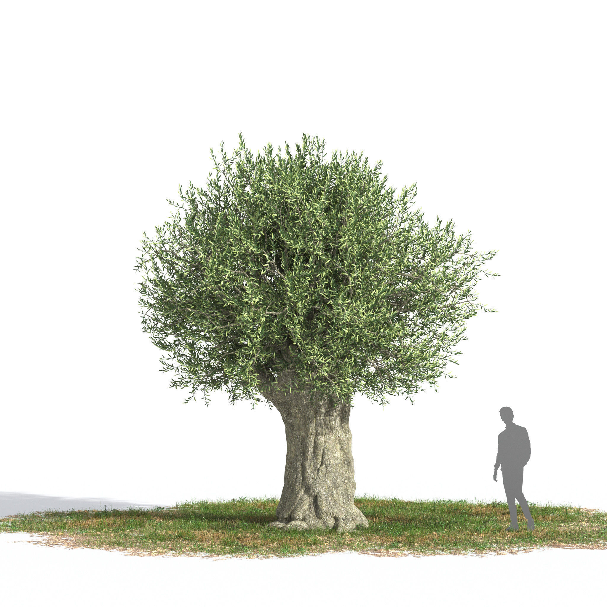 Archmodels vol 269 for 3dsmax collection of Mediterranean trees 3D ...