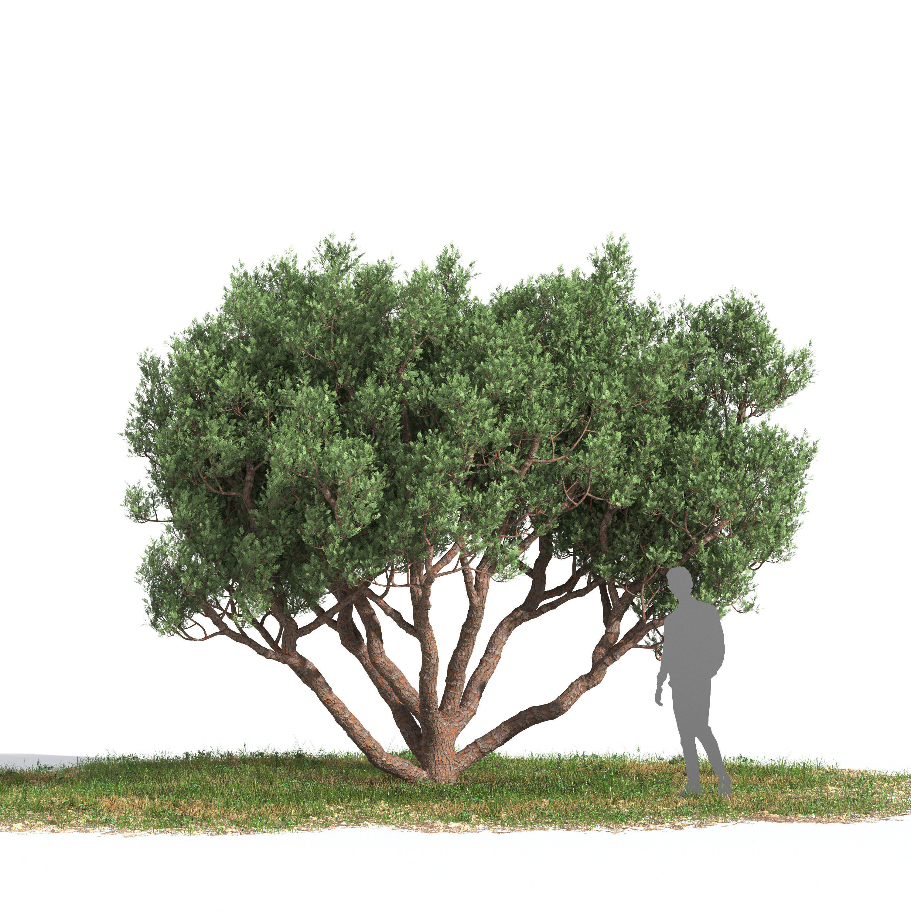 Archmodels vol 269 for 3dsmax collection of Mediterranean trees 3D ...