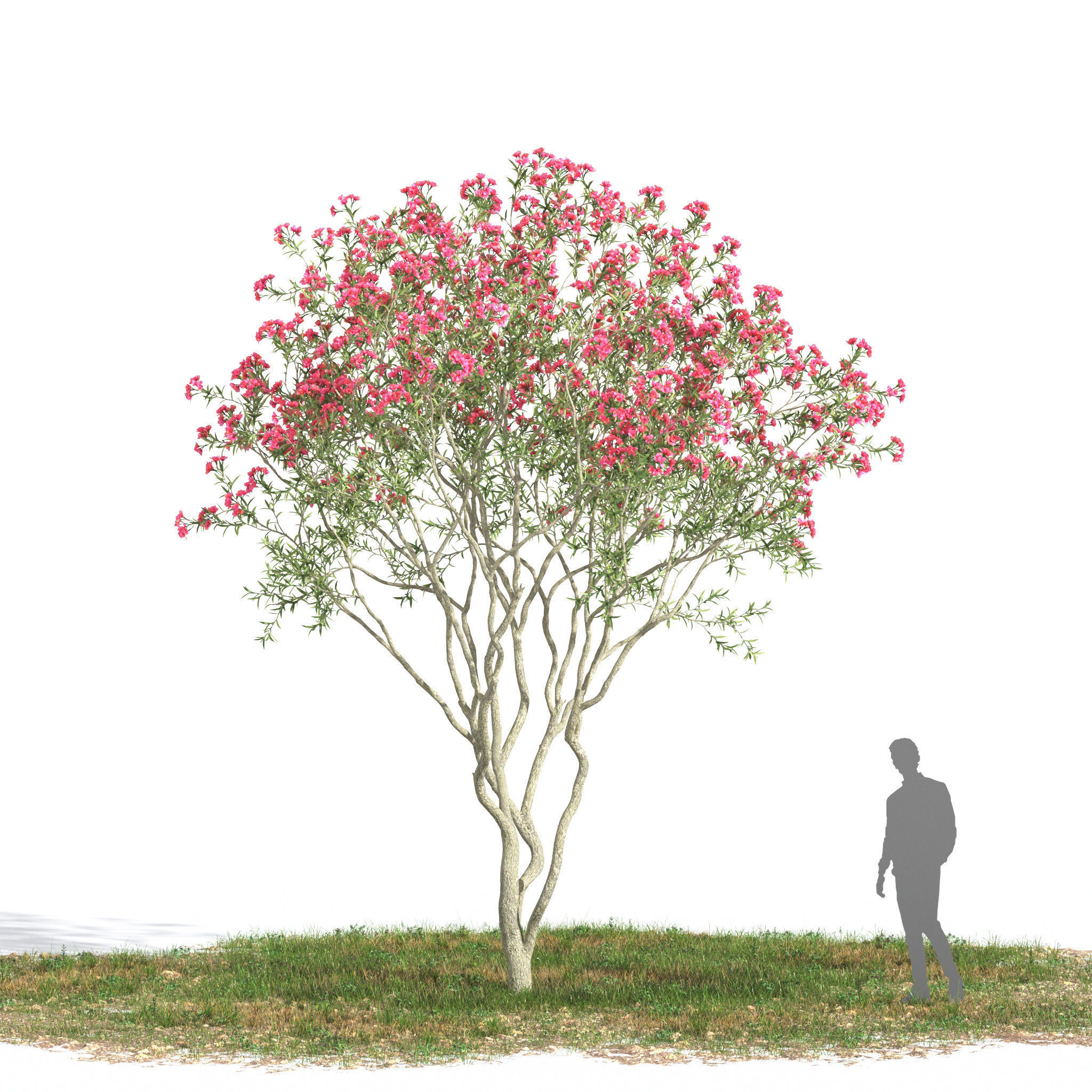 Archmodels vol 269 for 3dsmax collection of Mediterranean trees 3D ...