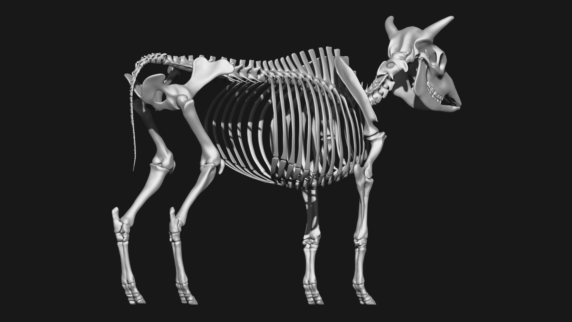 Cow skeleton 3D model | CGTrader