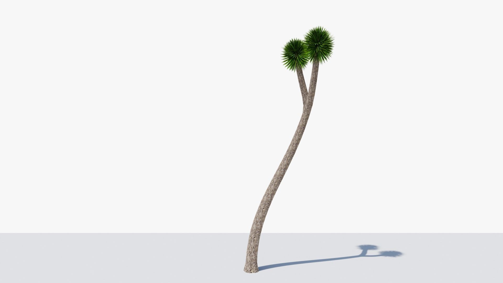 3D model Joshua Tree or Yucca Palm v1 VR / AR / low-poly | CGTrader
