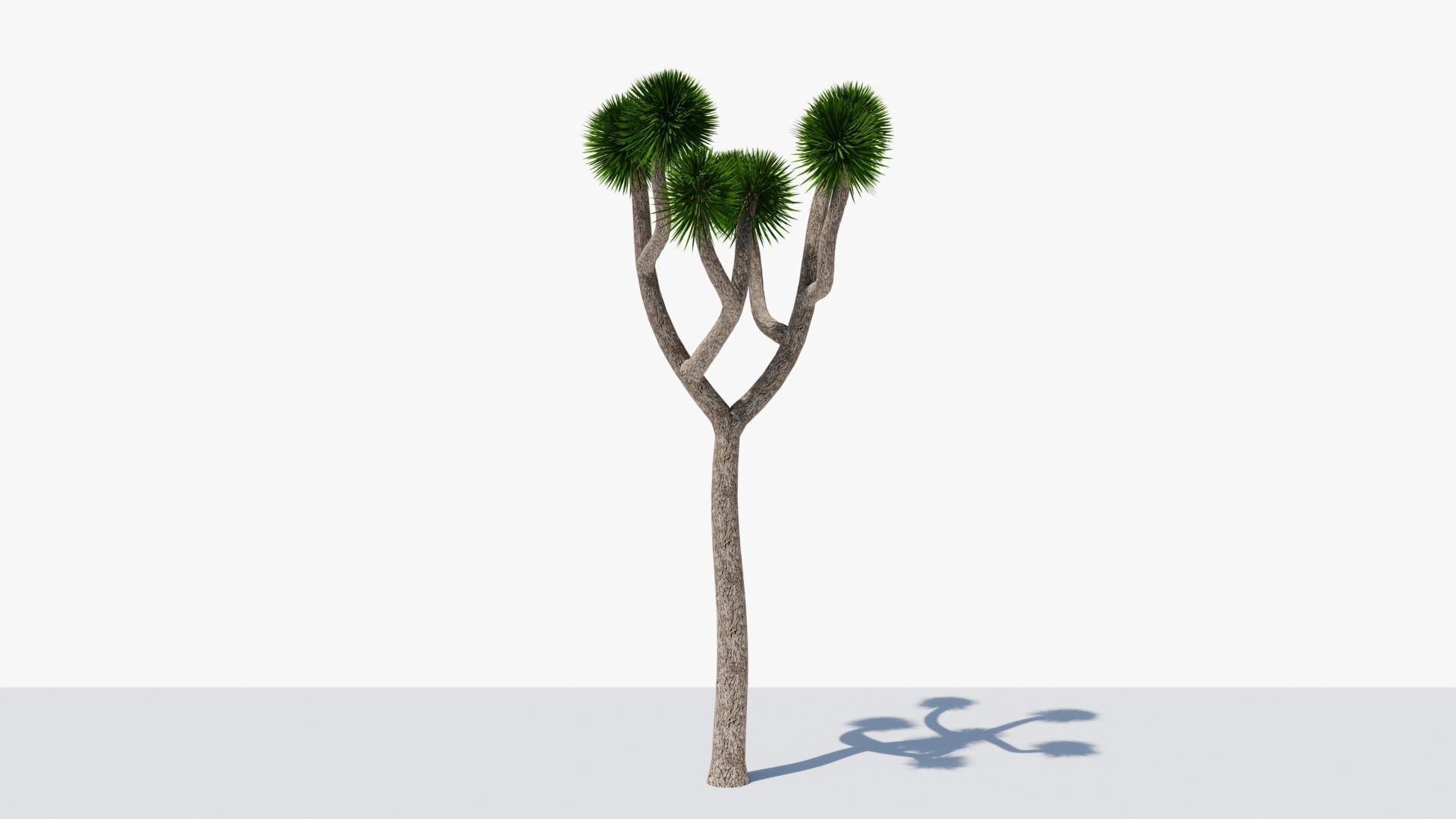 3D model Joshua Tree or Yucca Palm v3 VR / AR / low-poly | CGTrader