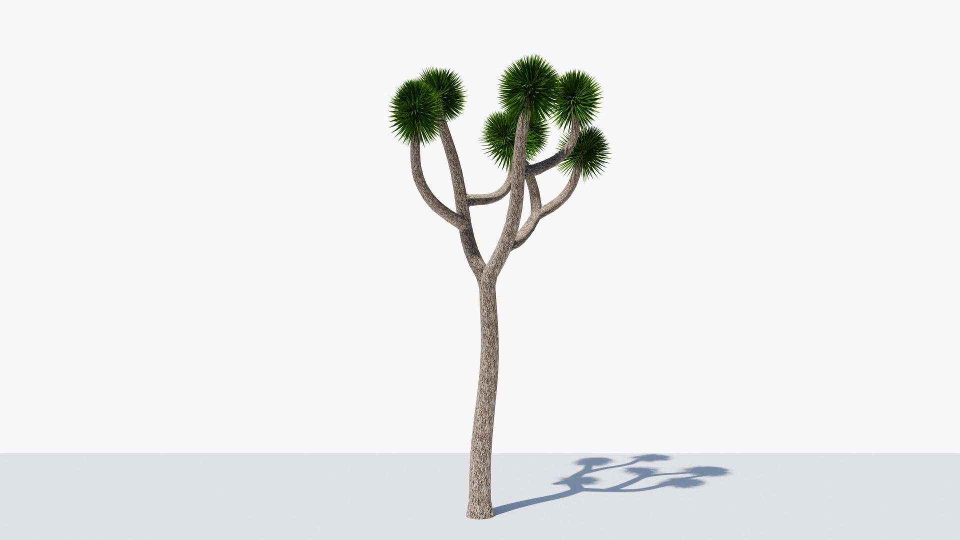 3D model Joshua Tree or Yucca Palm v3 VR / AR / low-poly | CGTrader