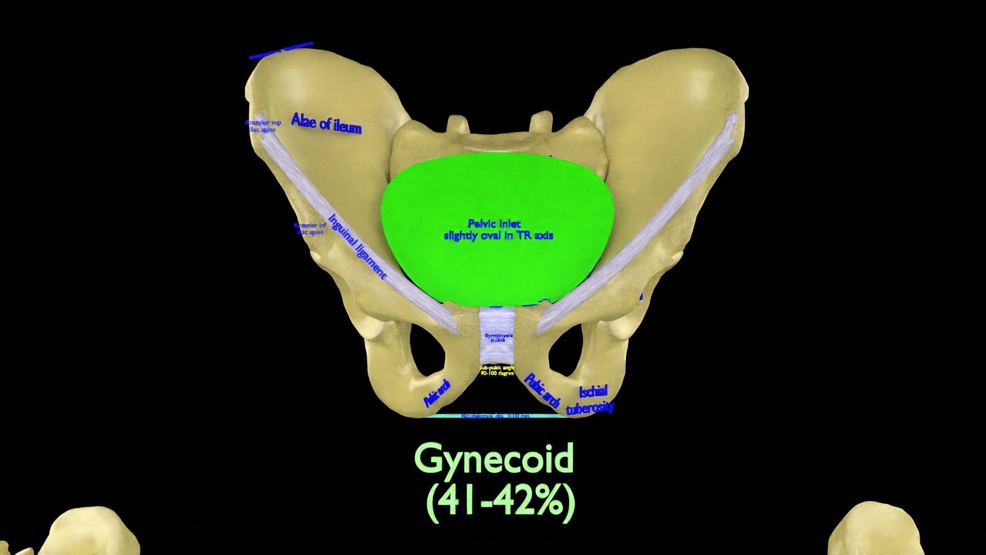 Pelvis types hip bone labelled detailed 3D model animated | CGTrader