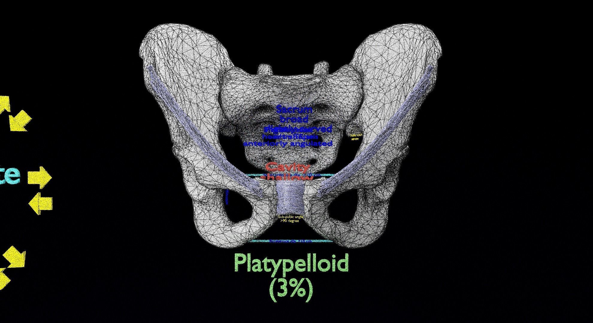 Pelvis types hip bone labelled detailed 3D model animated | CGTrader