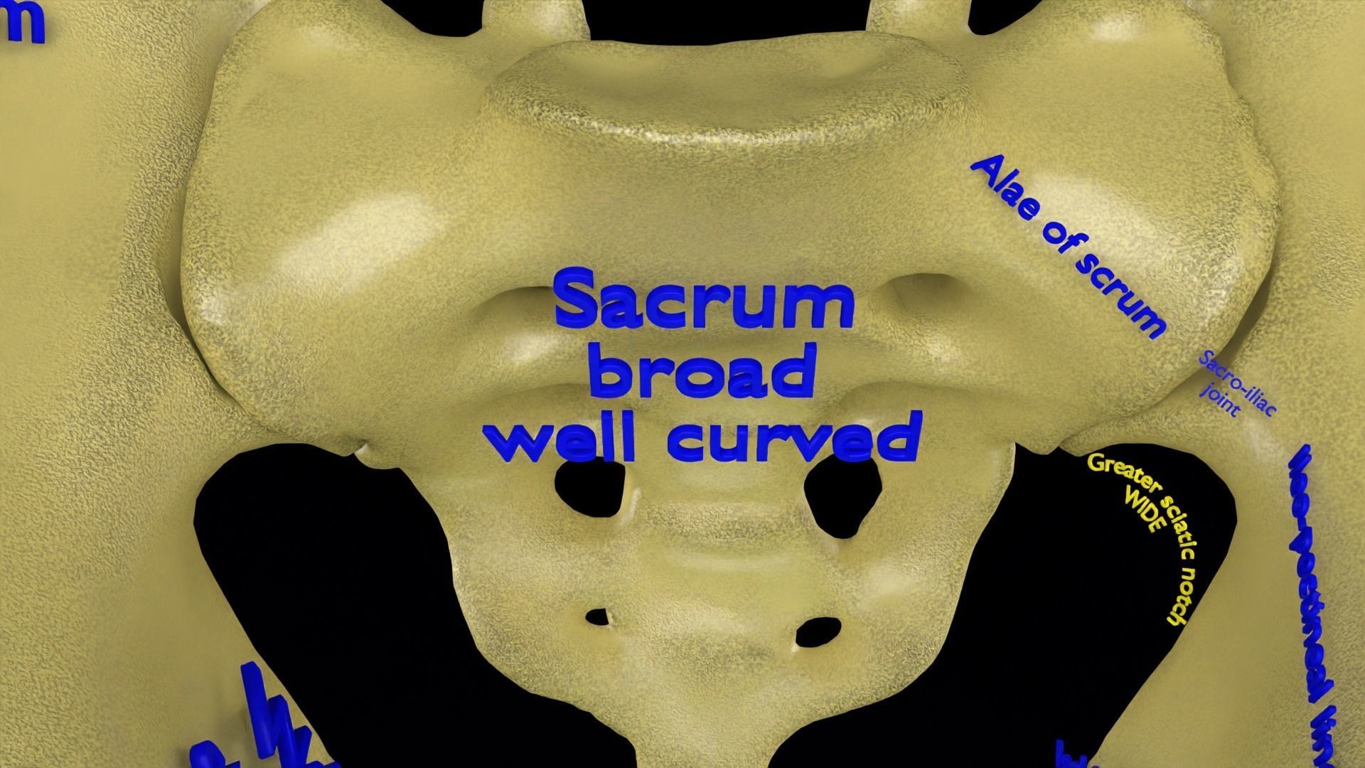 Pelvis types hip bone labelled detailed 3D model animated | CGTrader