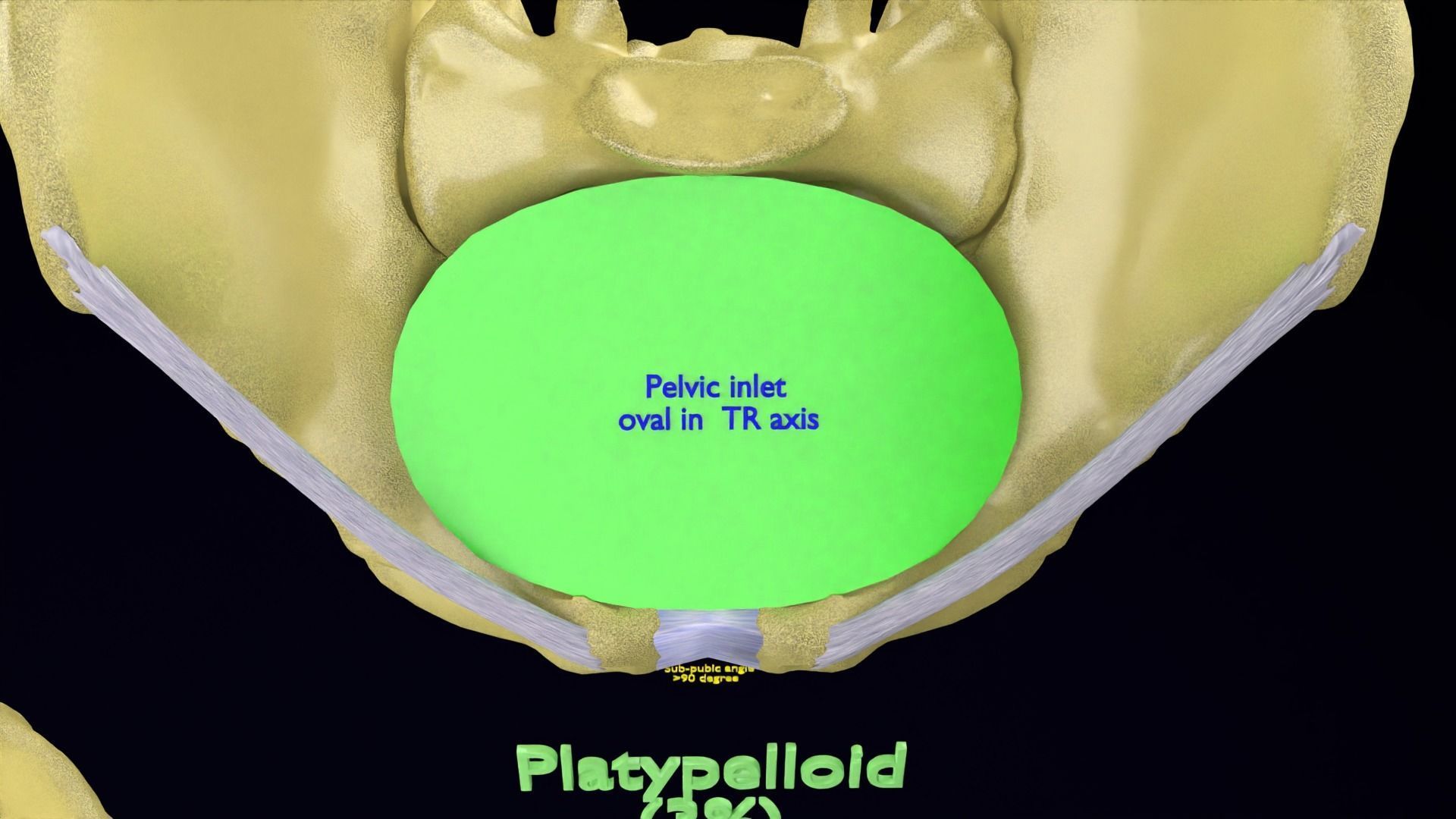 Pelvis types hip bone labelled detailed 3D model animated | CGTrader