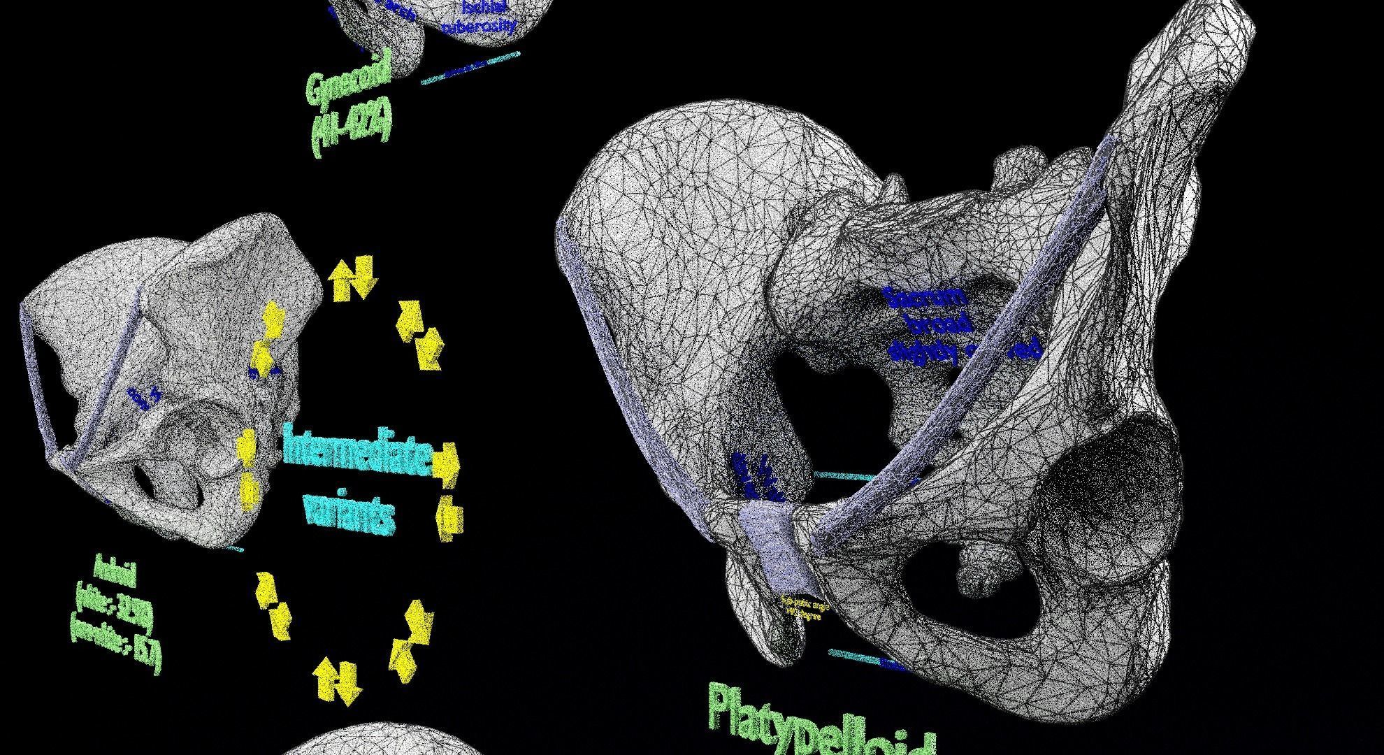 Pelvis types hip bone labelled detailed 3D model animated | CGTrader