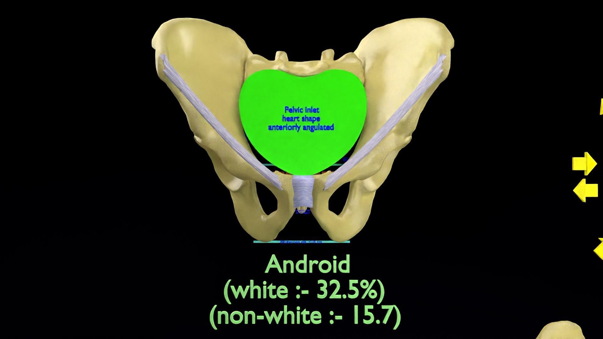 Pelvis types hip bone labelled detailed 3D model animated | CGTrader