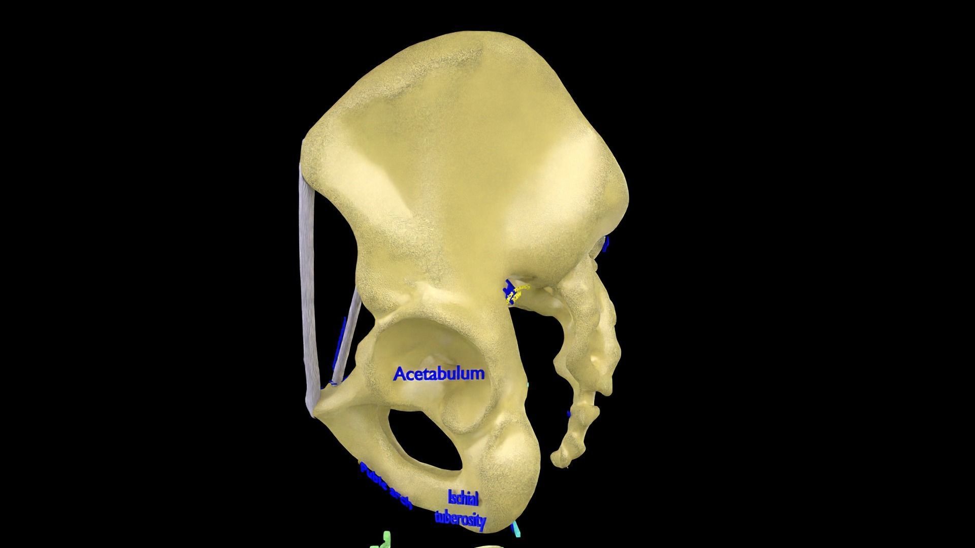 Pelvis types hip bone labelled detailed 3D model animated | CGTrader