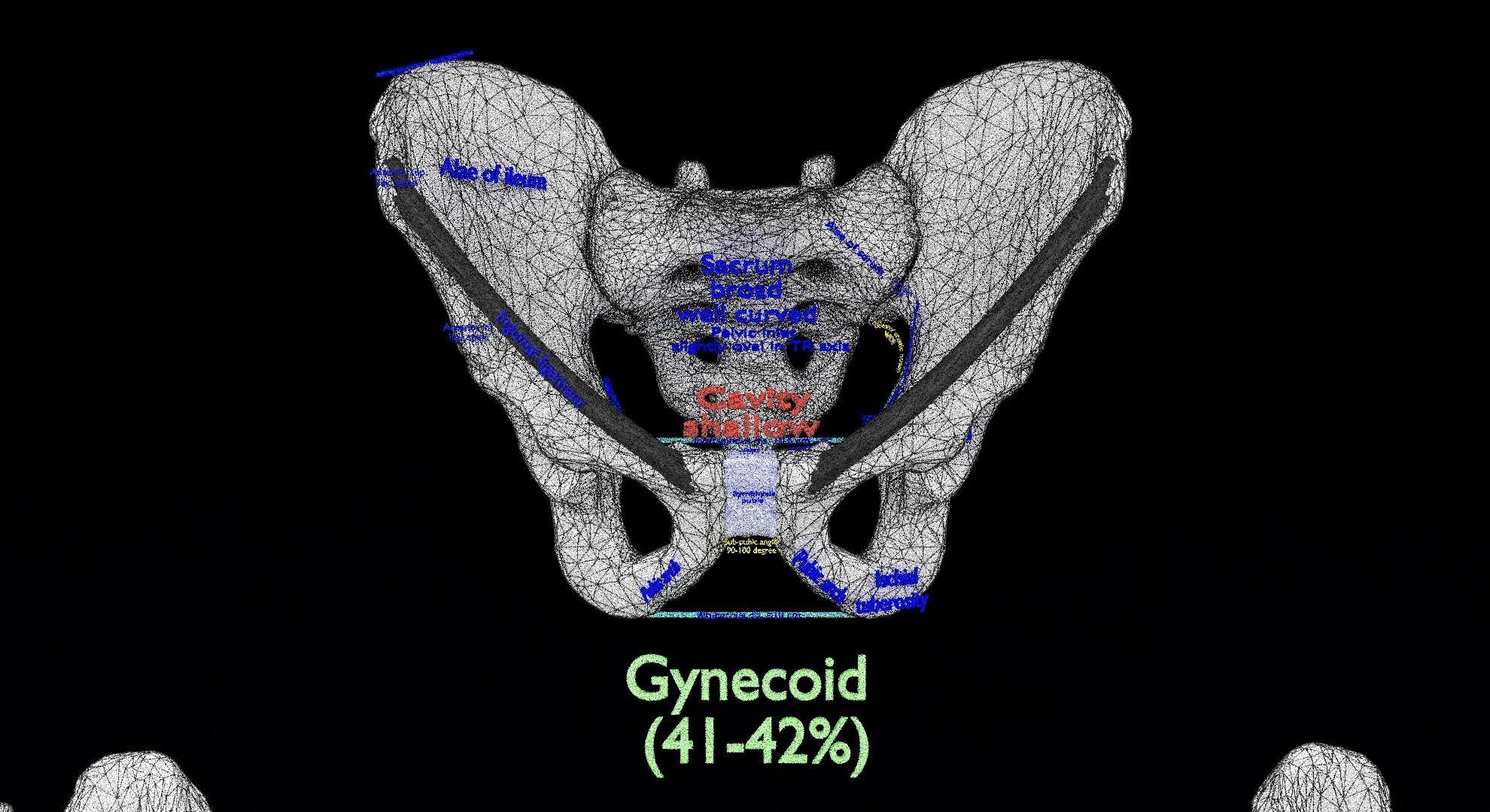 Pelvis types hip bone labelled detailed 3D model animated | CGTrader