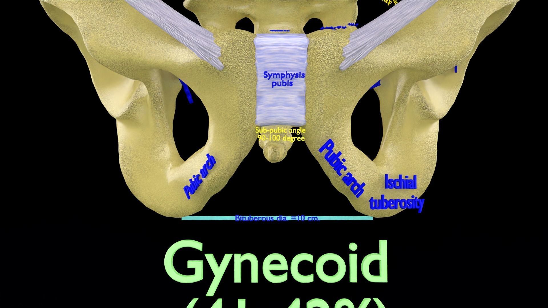 Pelvis types hip bone labelled detailed 3D model animated | CGTrader