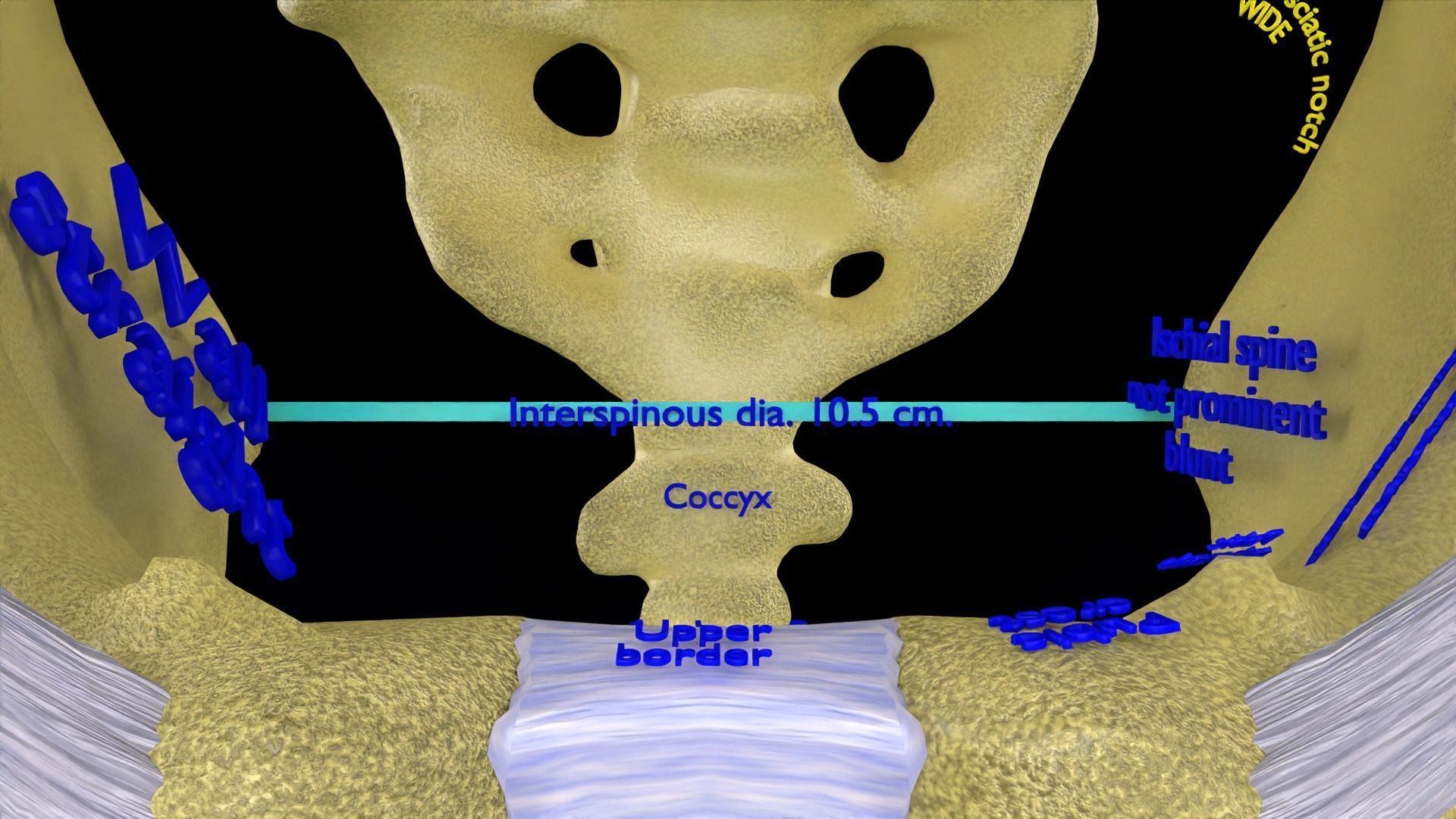 Pelvis types hip bone labelled detailed 3D model animated | CGTrader