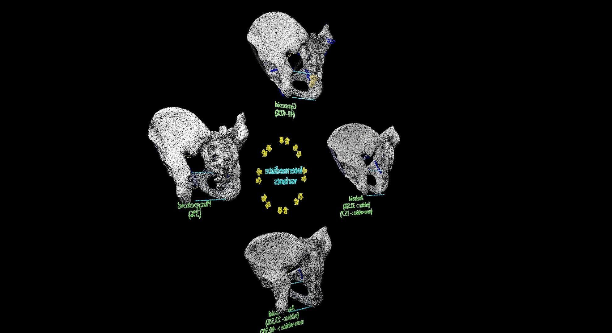 Pelvis types hip bone labelled detailed 3D model animated | CGTrader