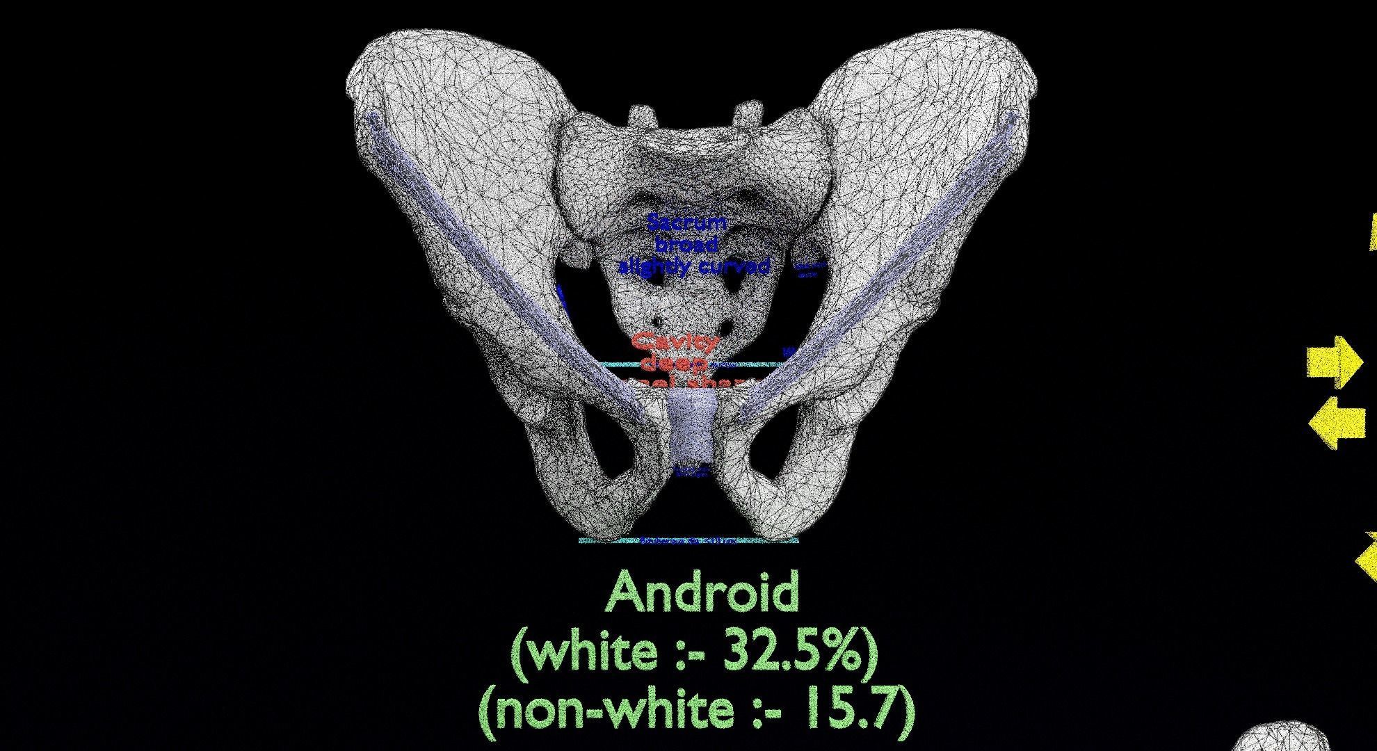 Pelvis types hip bone labelled detailed 3D model animated | CGTrader