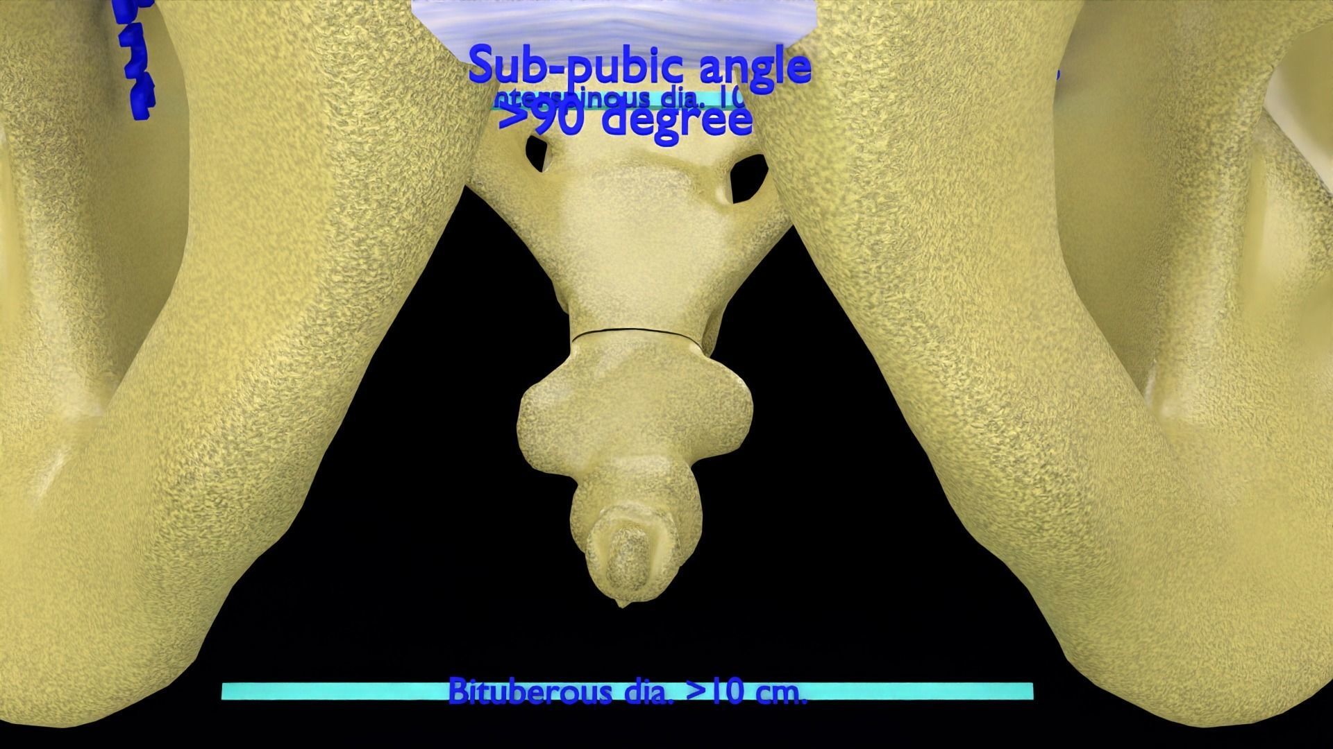 Pelvis types hip bone labelled detailed 3D model animated | CGTrader