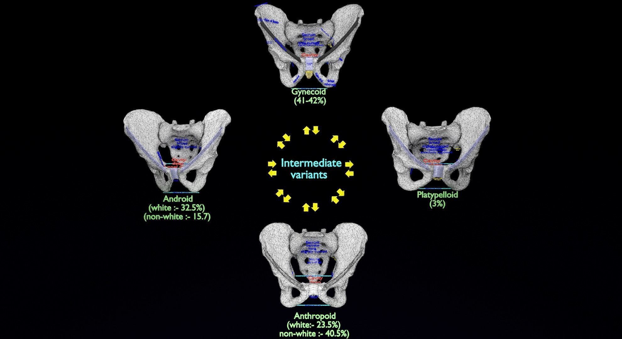 Pelvis types hip bone labelled detailed 3D model animated | CGTrader