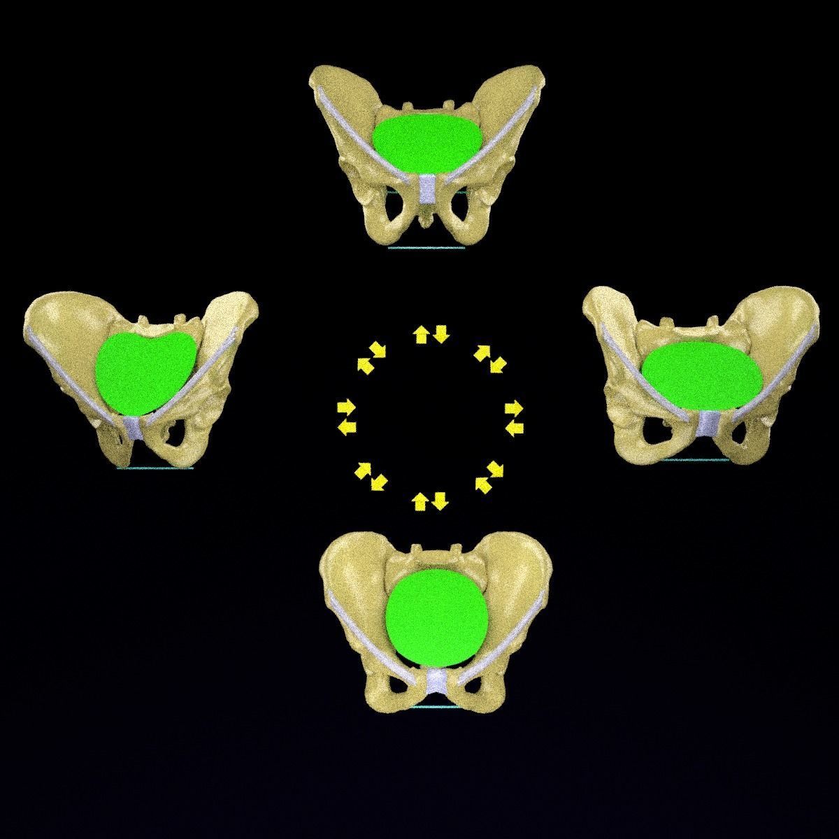 Pelvis types hip bone labelled detailed 3D model animated | CGTrader